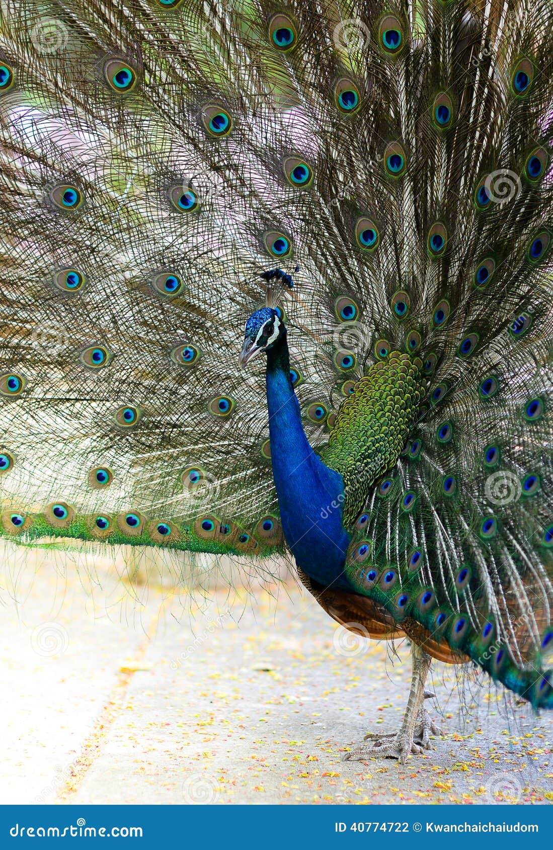 Colorido do pavão foto de stock. Imagem de penas, colorido - 40774722