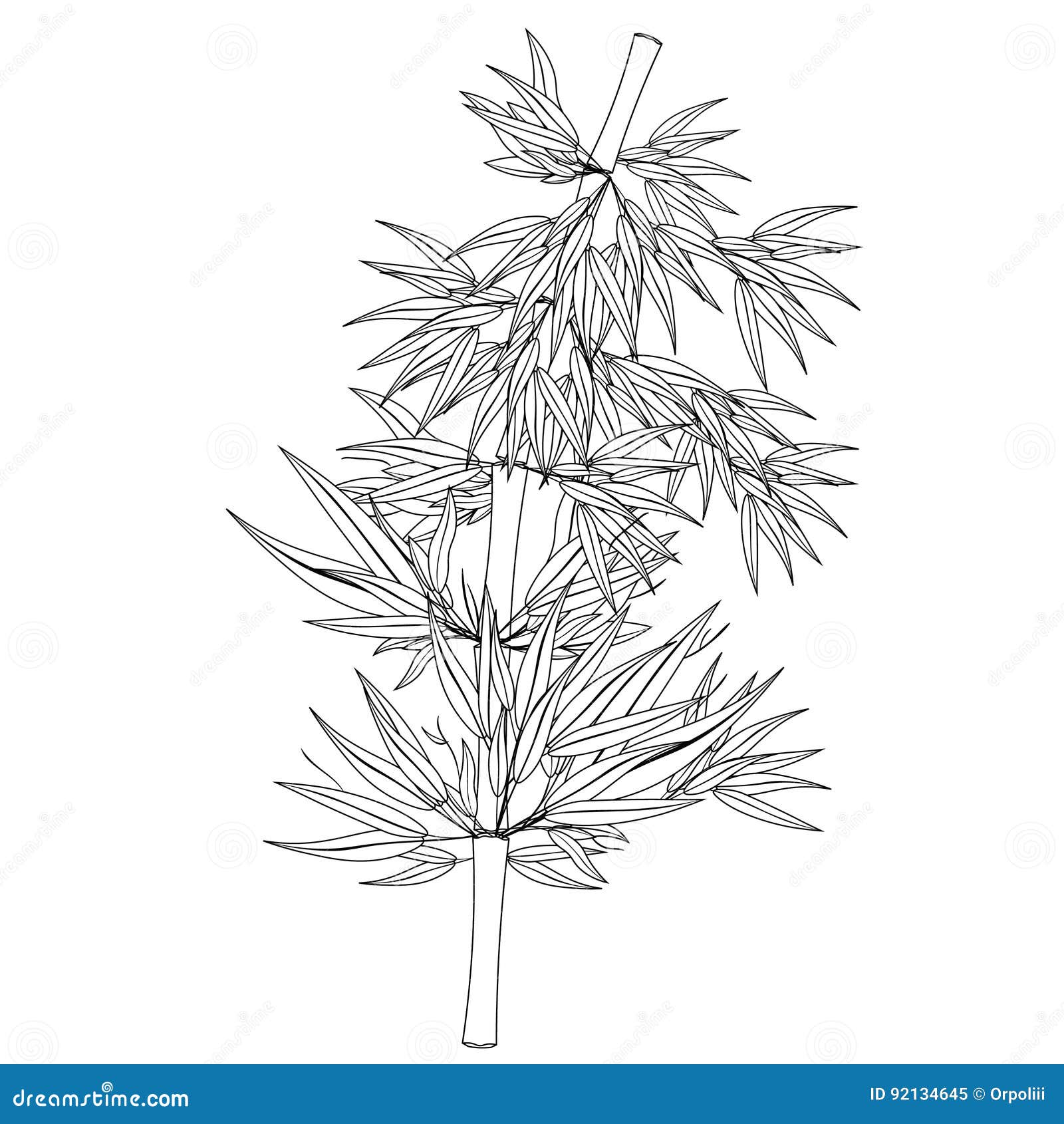 Coloring Bamboo Tree Tropical China Japan. Vector Illustration Stock ...