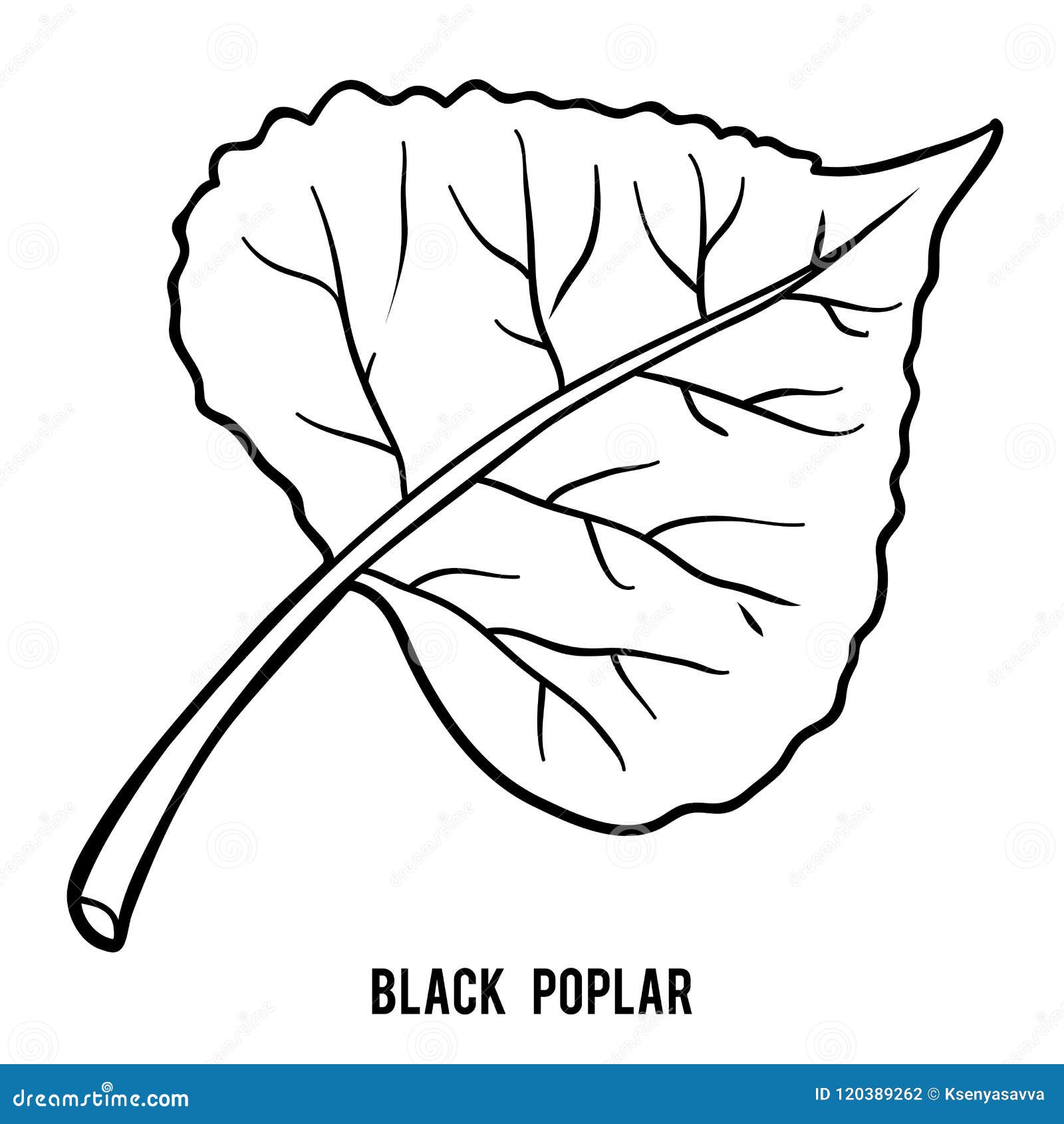 Black Poplar Populus Nigra And Tulip Poplar Liriodendron Tulipifera ...