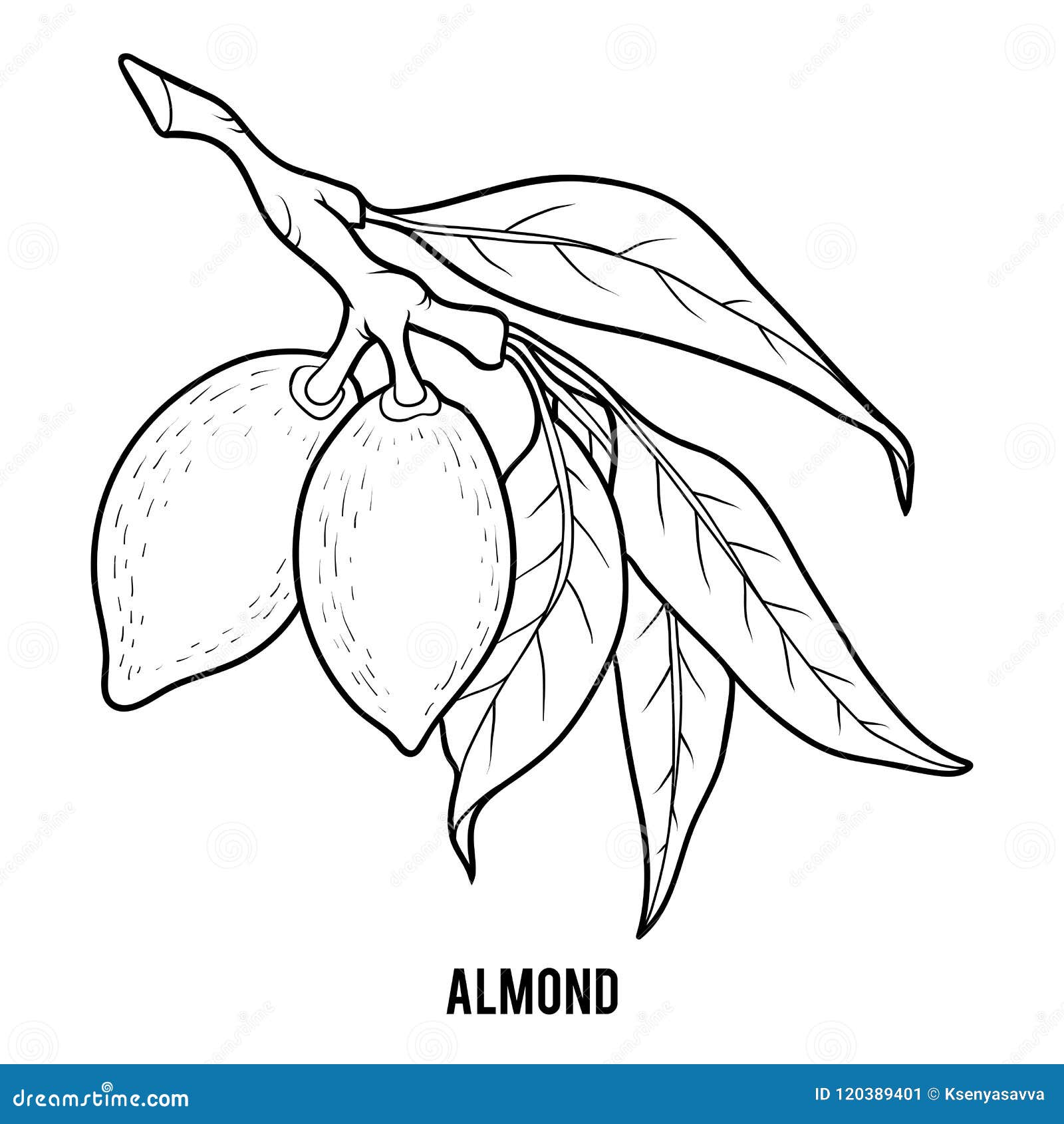 Coloring Book for Children, Almond Stock Vector - Illustration of color ...