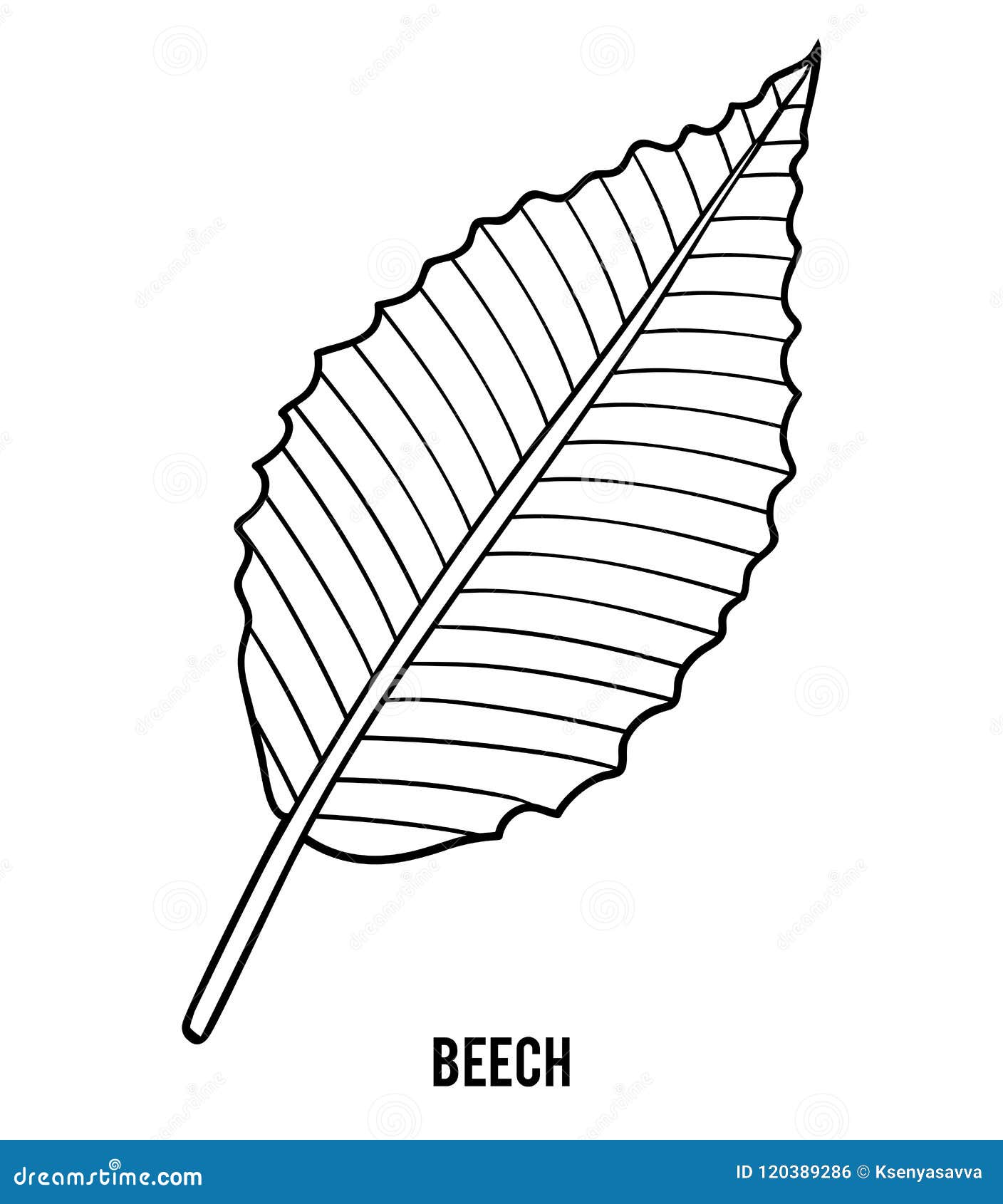 Coloring Book, Beech Leaf Vector Illustration | CartoonDealer.com ...