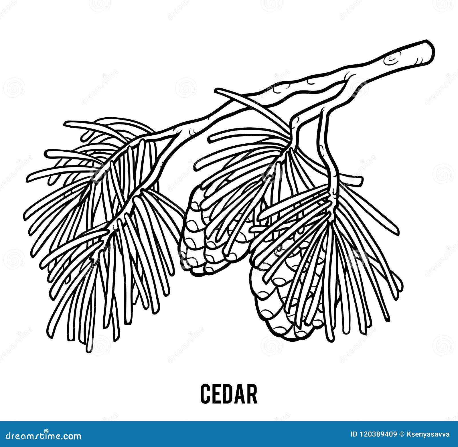Coloring Book for Children, Cedar Branch Stock Vector - Illustration of ...
