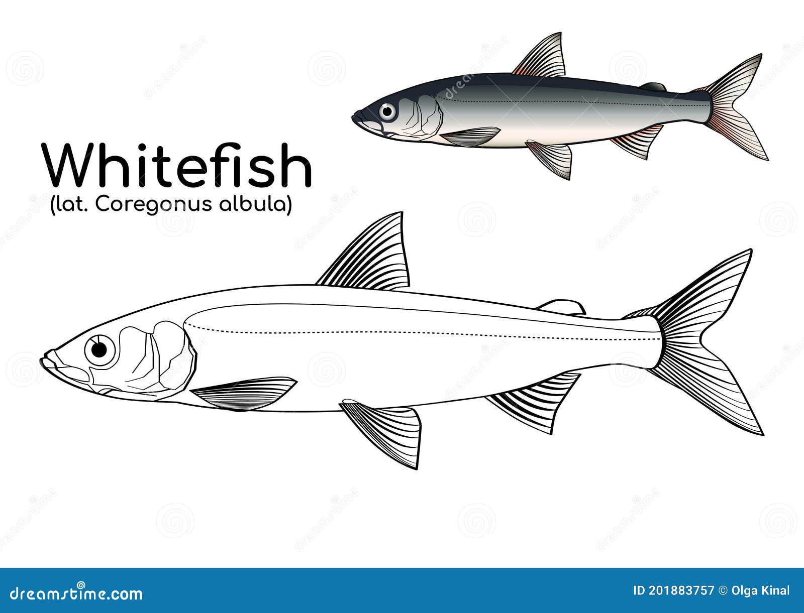Vendace Cartoons, Illustrations & Vector Stock Images - 18 Pictures to ...