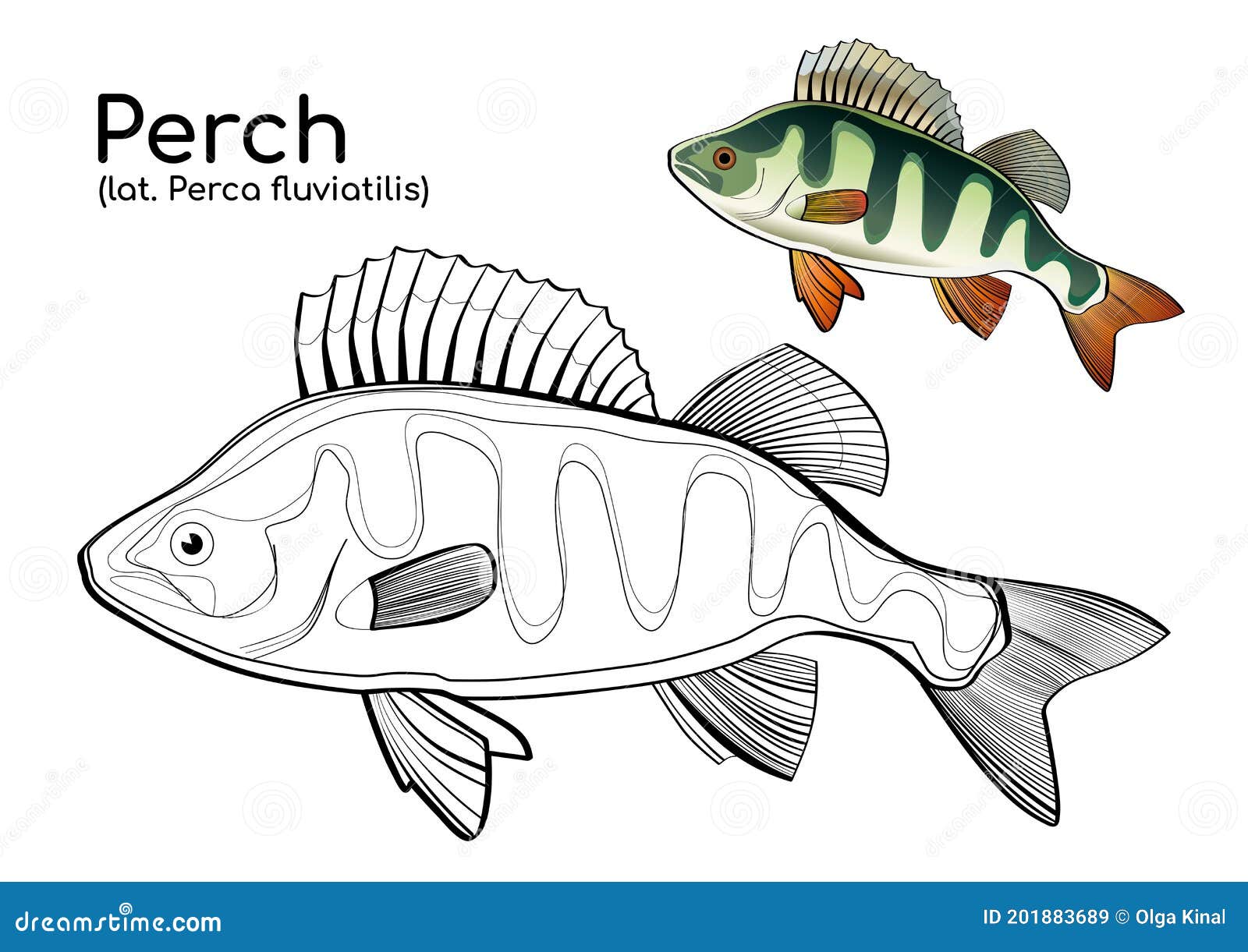 Coloring Book with a Colored Example of Perch. Stock Vector ...