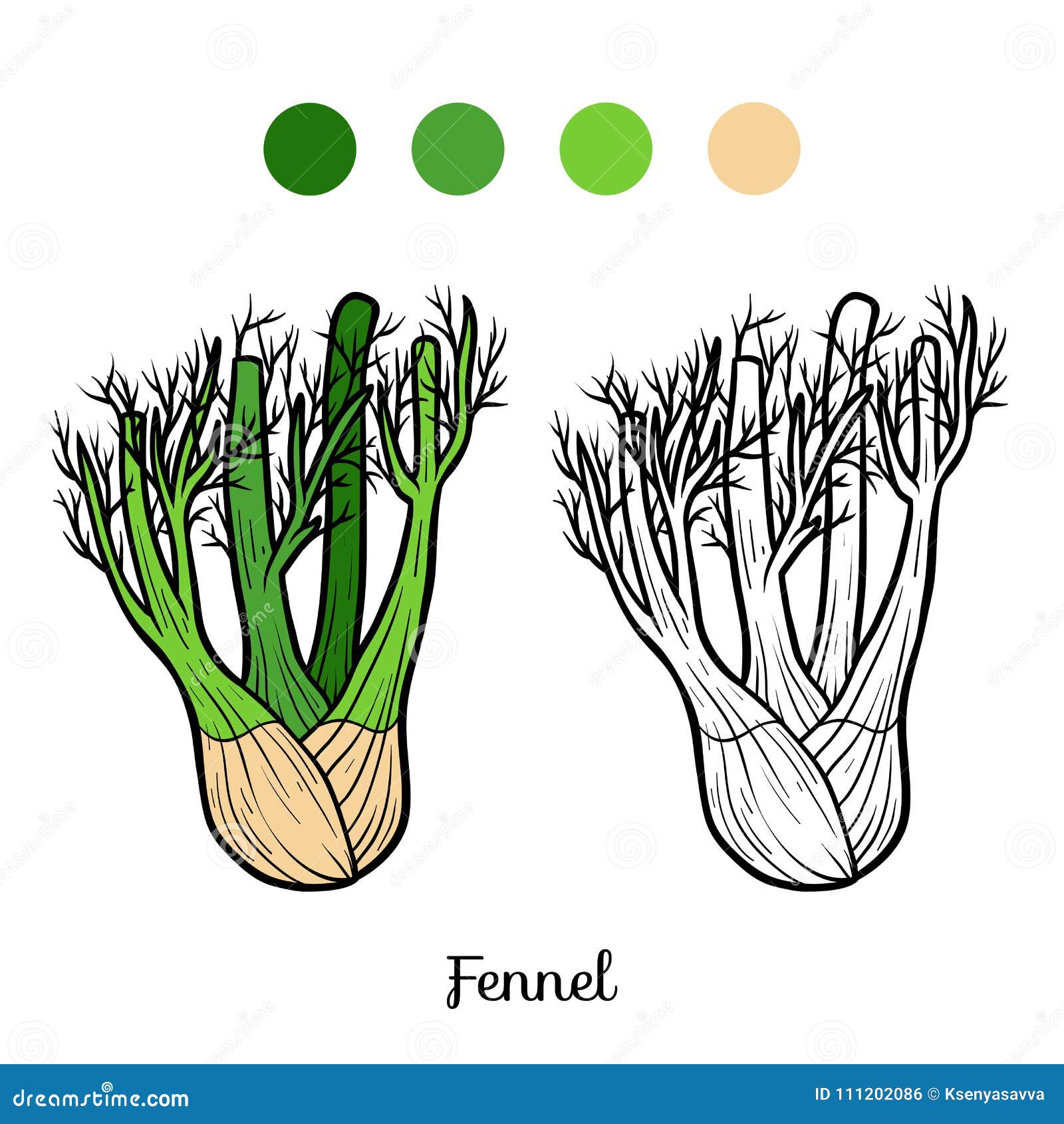 Coloring book, Fennel stock vector. Illustration of market - 111202086