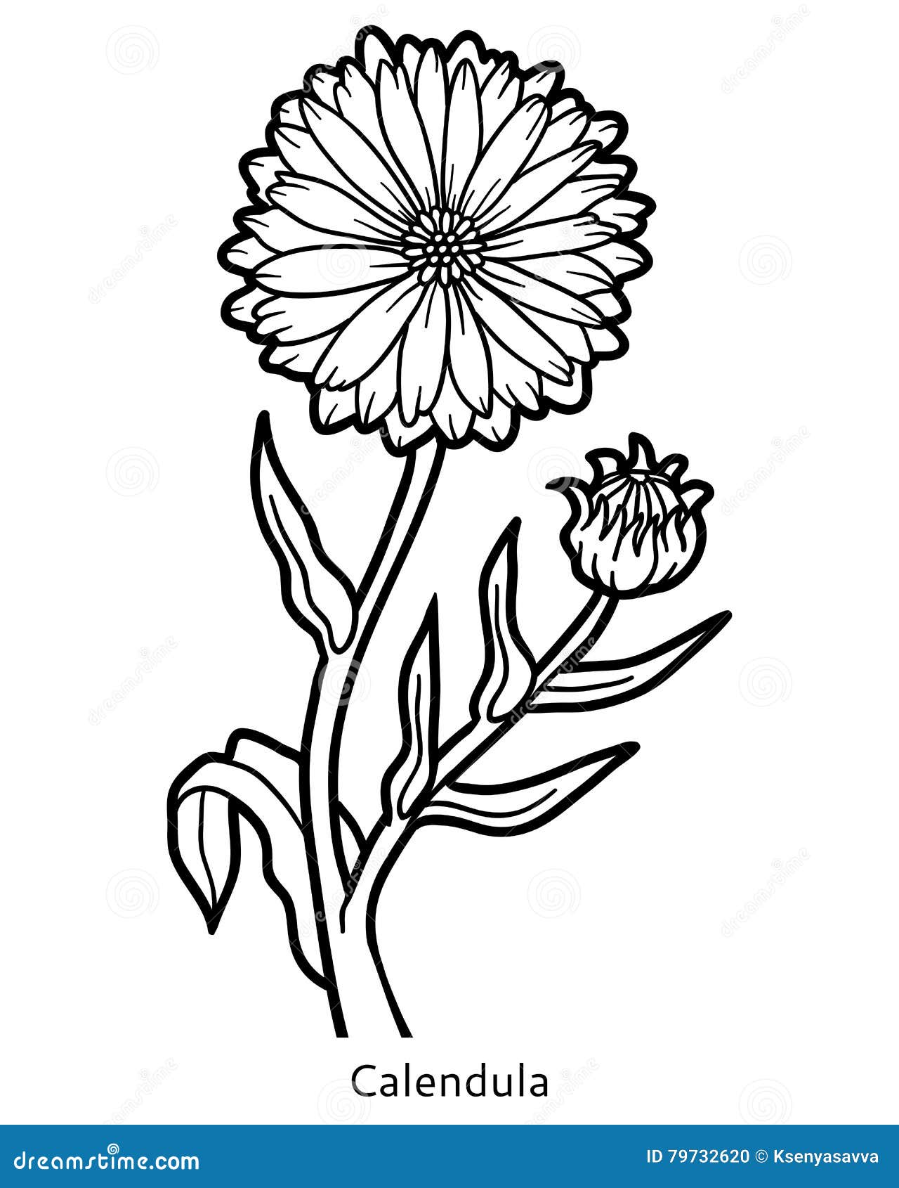 Coloring Book, Flower Calendula Stock Vector - Illustration of game ...