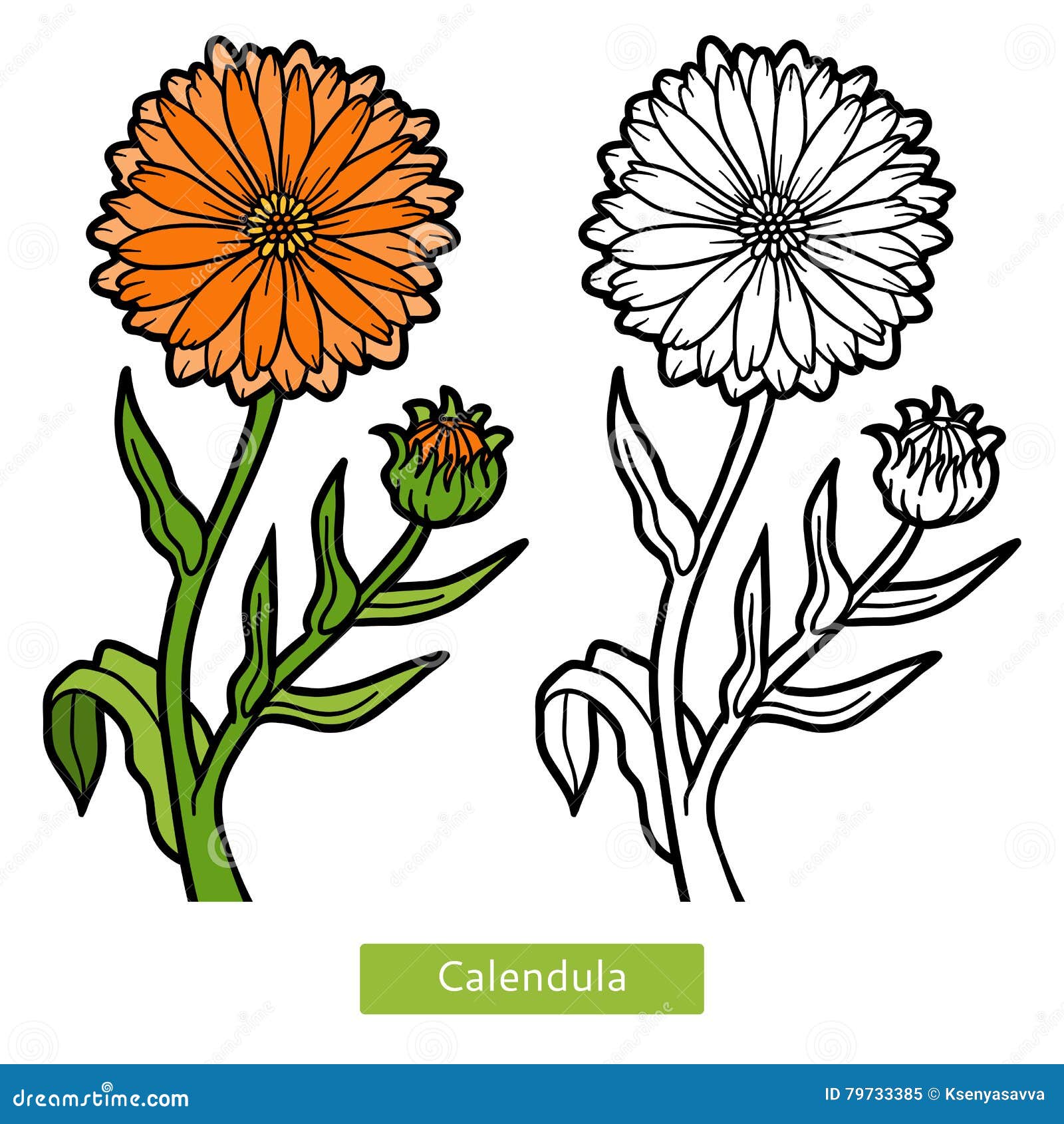 Coloring Book, Flower Calendula Stock Vector - Illustration of activity ...