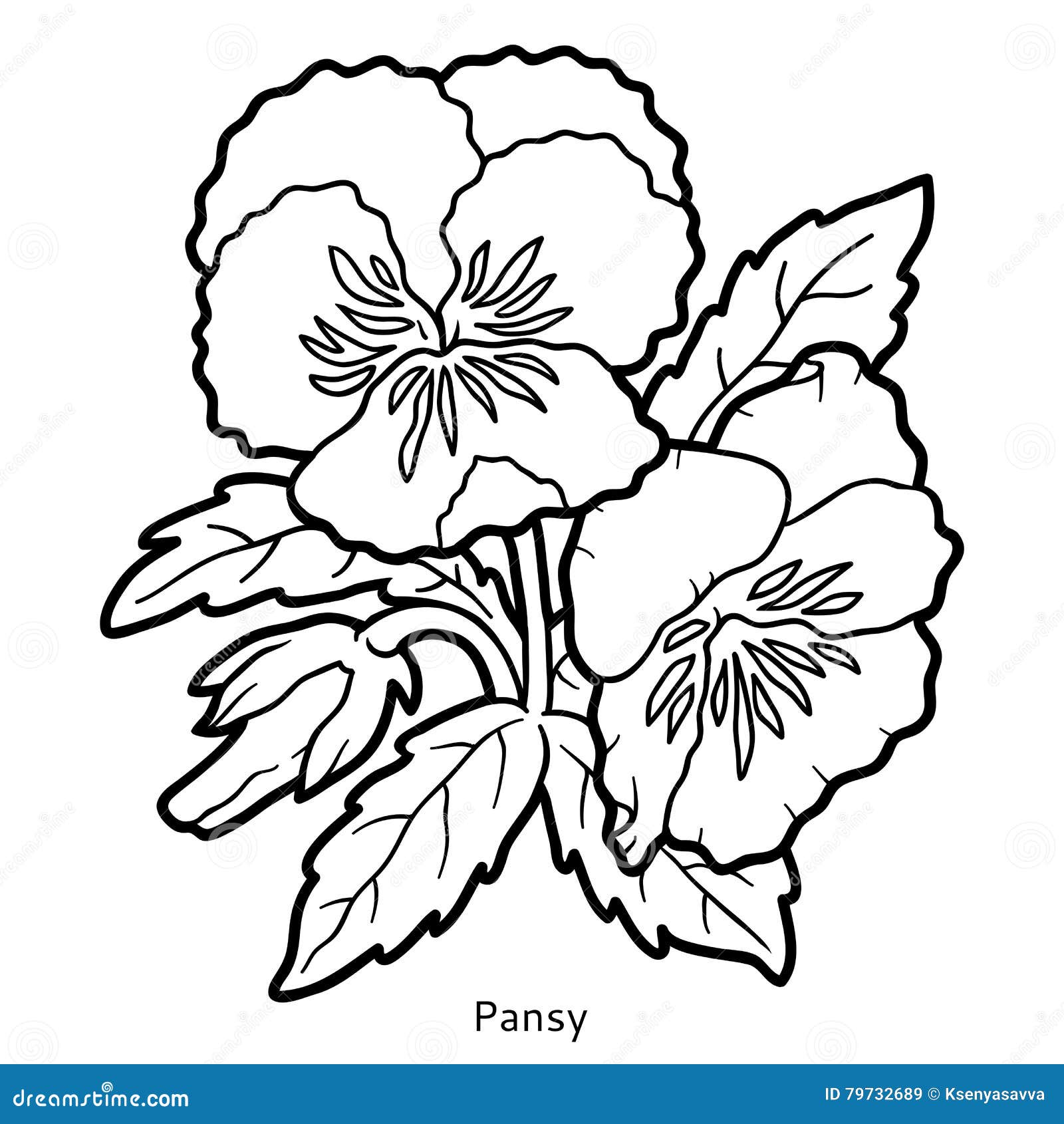 Pansy Coloring Pages Coloring Pages