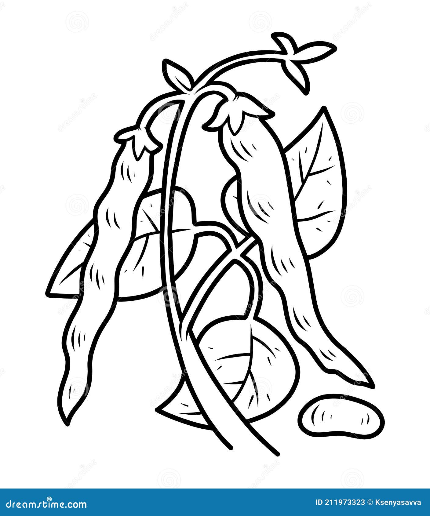 Common Bean Phaseolus Vulgaris , Hand Drawn Botanical Vector ...