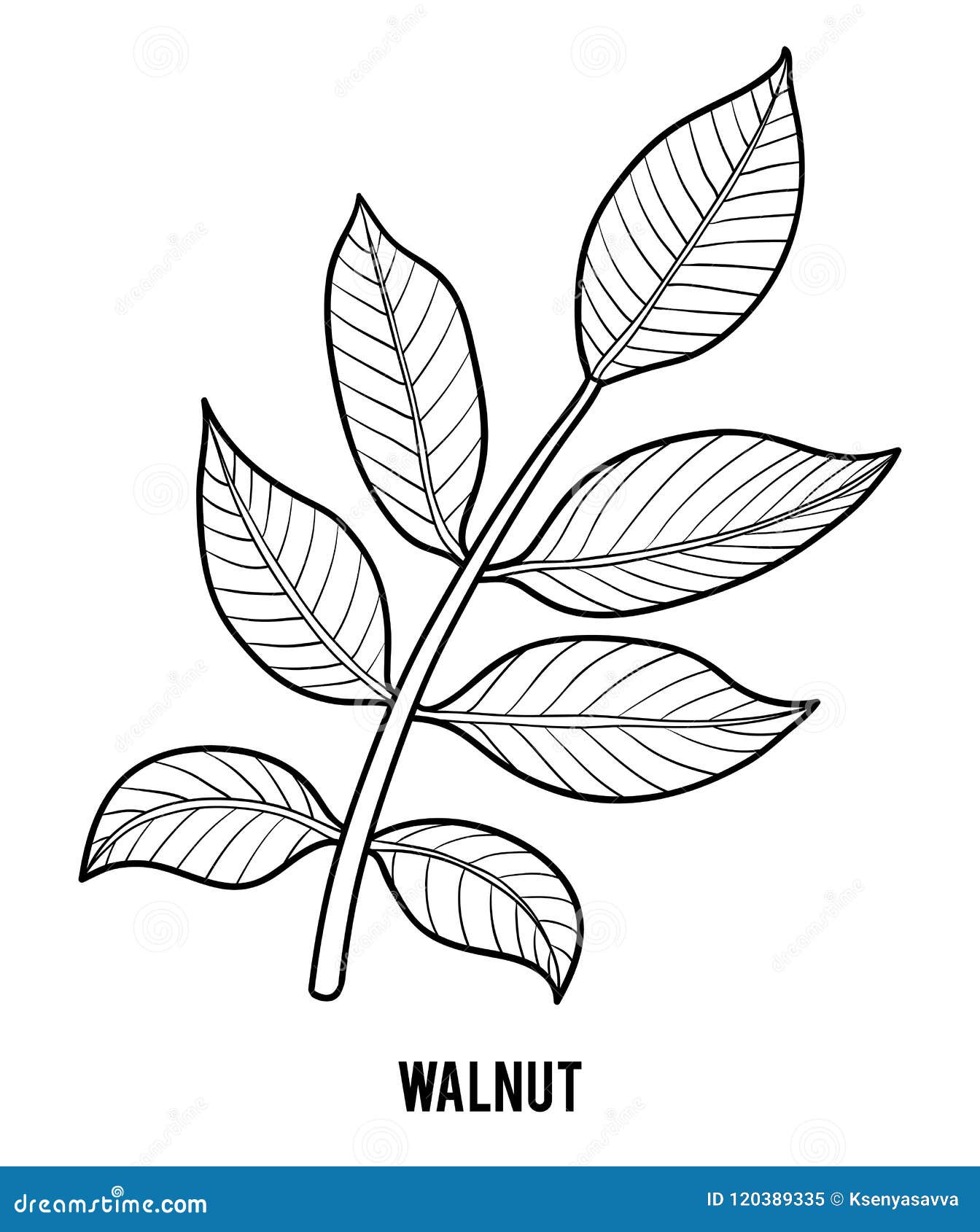 Walnut Page Coloring Pages