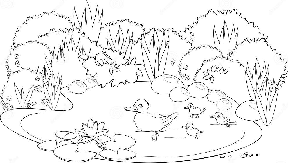 Coloring duck pond stock vector. Illustration of aquatic - 61553310