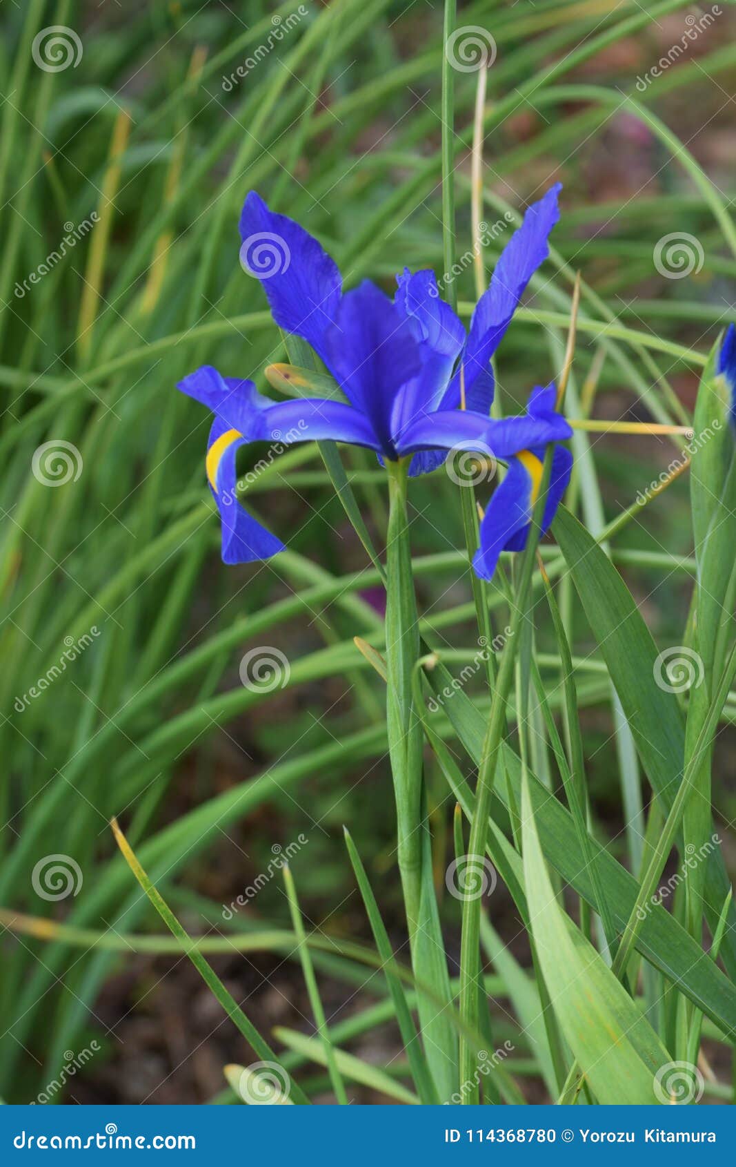 Dutch Iris blue stock photo. Image of green, floral - 114368780