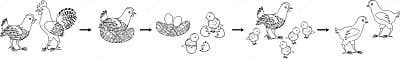 Coloring Page. Chicken Life Cycle Stock Vector - Illustration of growth ...