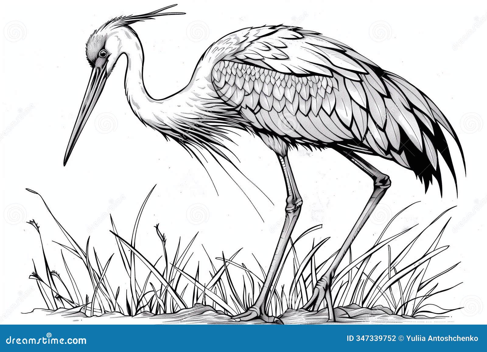 Coloring Page Displays a Crane Bird with Intricate Feather Patterns ...