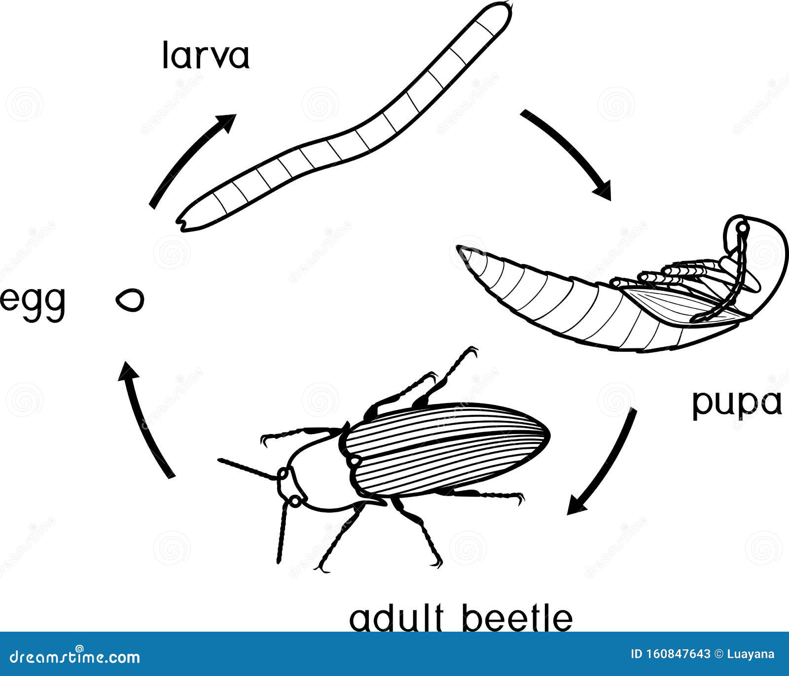 Pupa Of Click Beetle Cartoon Vector | CartoonDealer.com #160847681