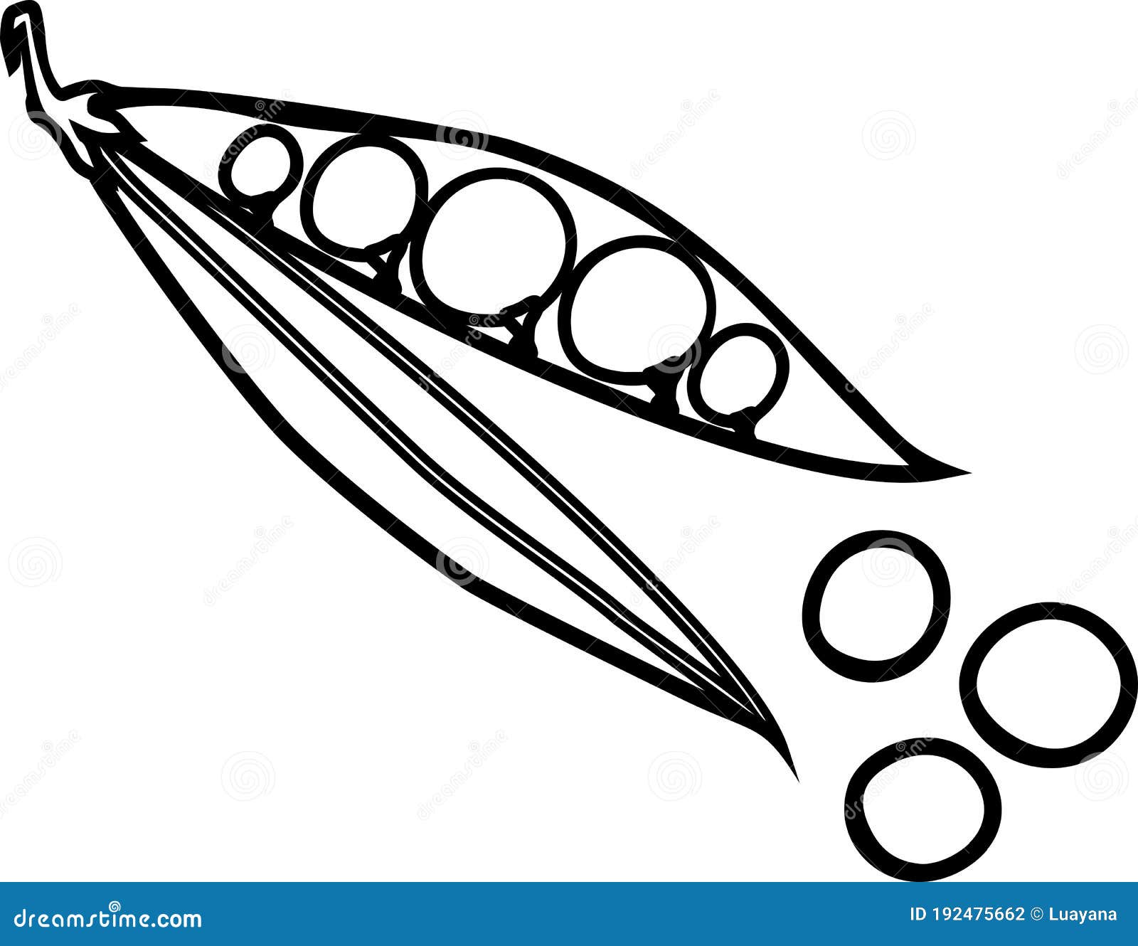 Opened pea pod with seeds stock vector. Illustration of agriculture ...