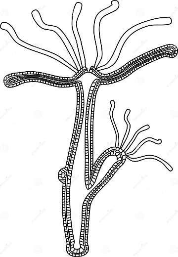 Coloring Page with Structure of Hydra Polyp Stock Vector - Illustration ...