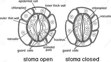 Coloring Page. Structure of Stomatal Complex with Open and Closed Stoma ...