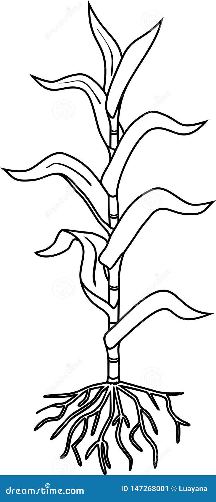 Coloring Page with Young Corn Maize Plant with Leaves and Root System ...