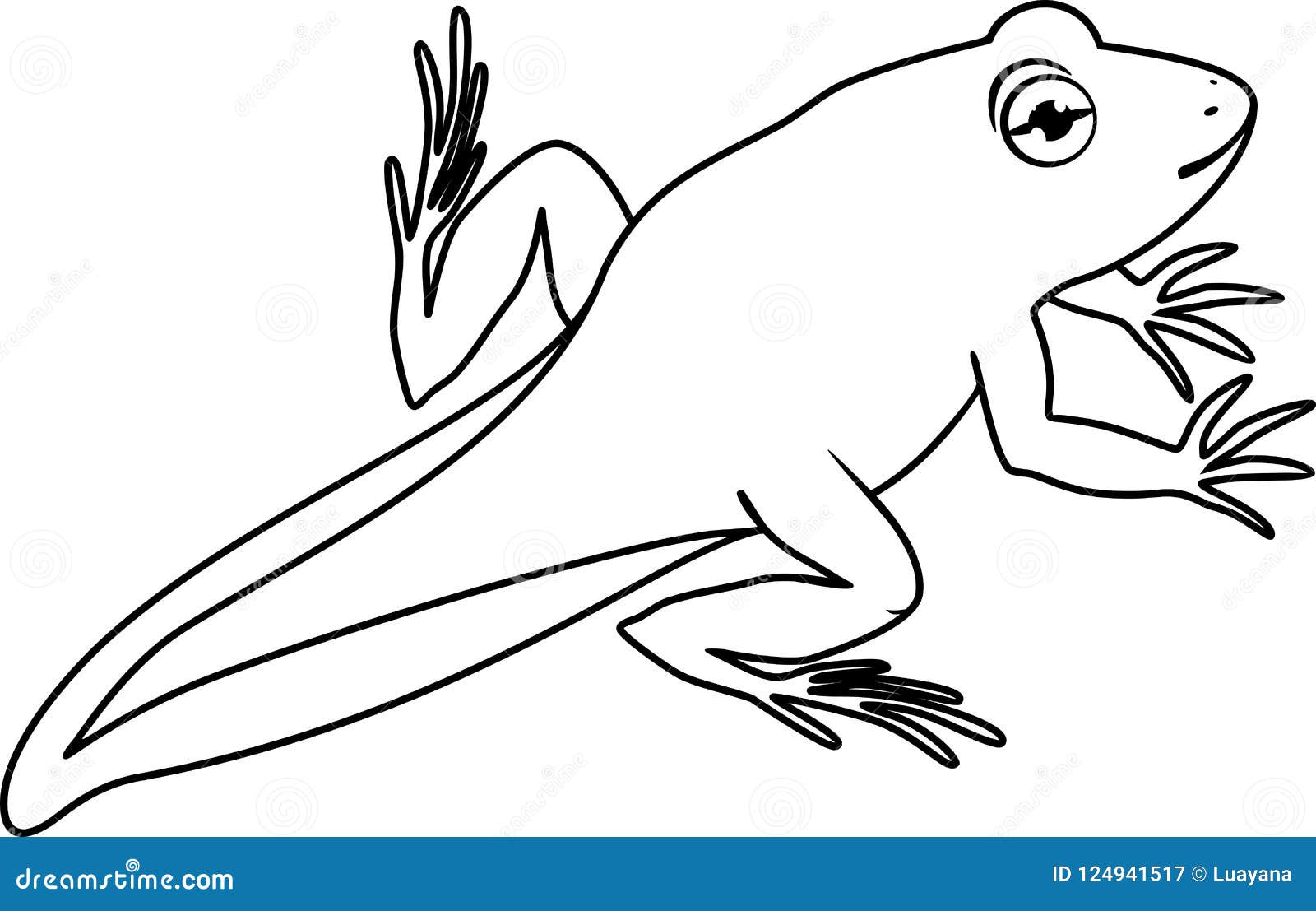 Froglet Drawing