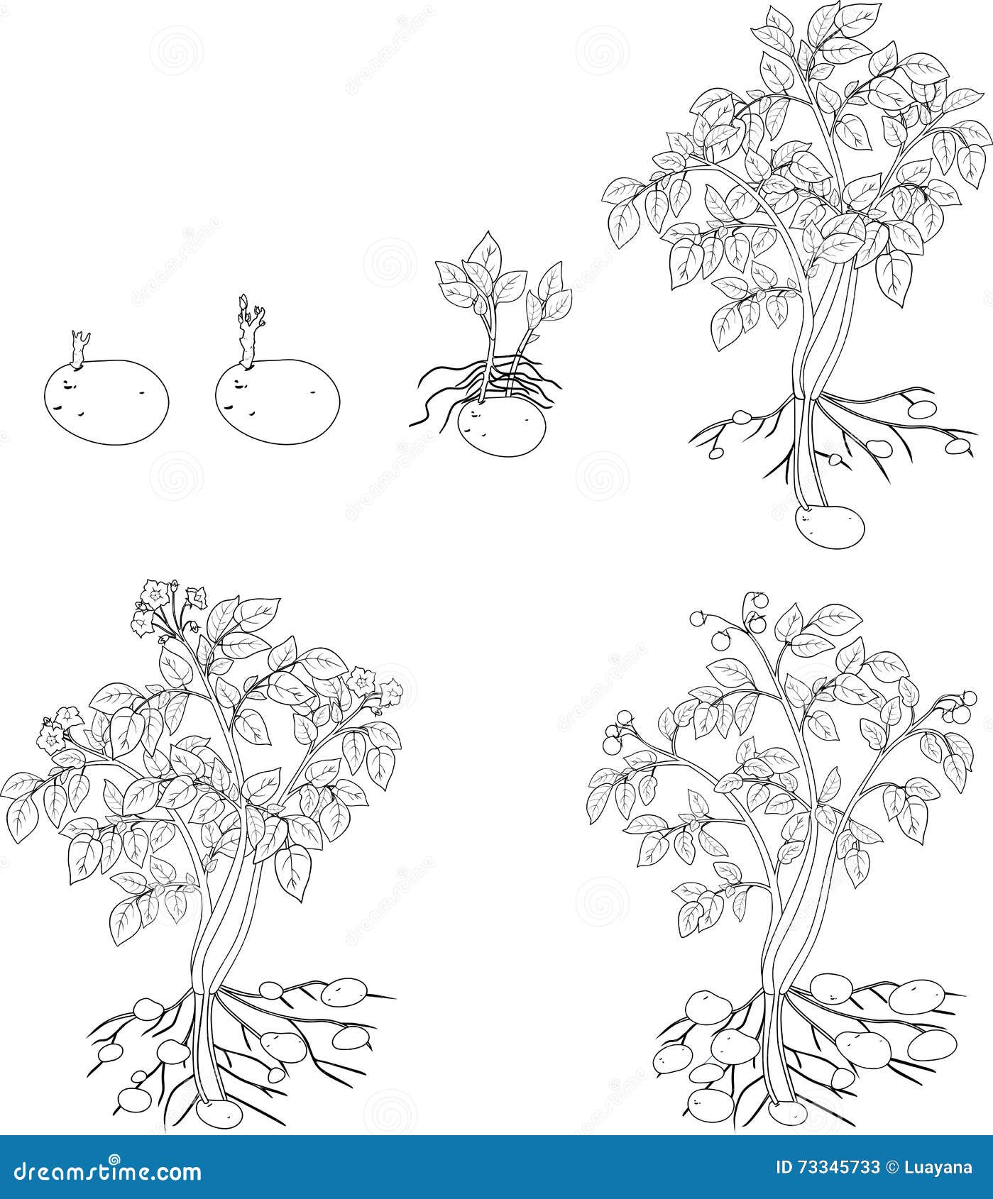 Potato Plant With Leaves And Roots Vector Illustration | CartoonDealer ...