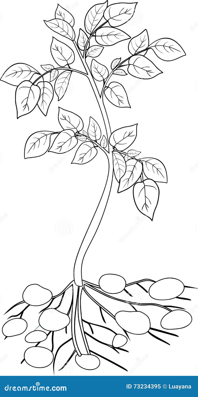 Coloring With Potato Plant Growth Cycle Cartoon Vector | CartoonDealer ...