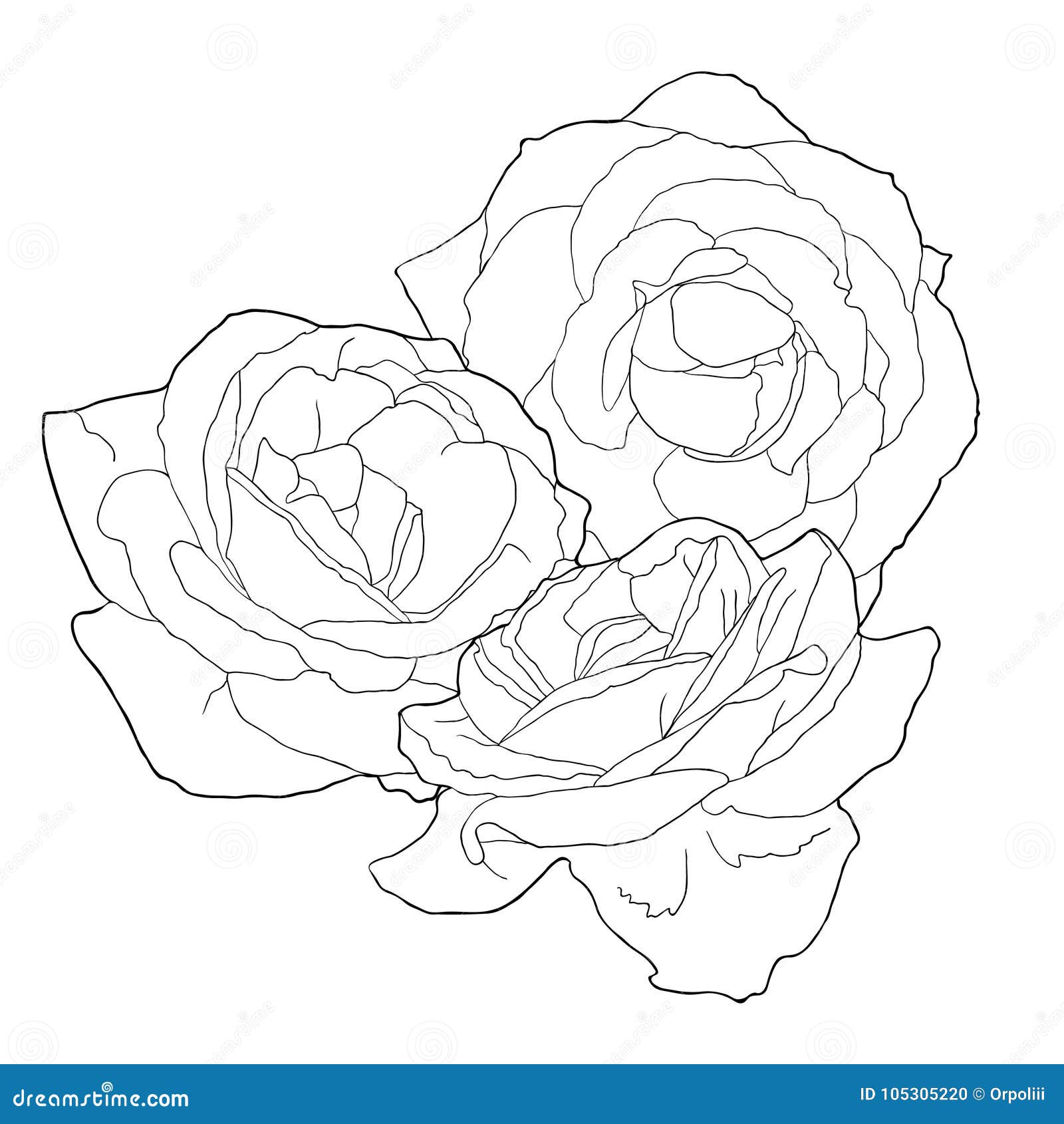 Coloring of Rose Flower Side Vector Illustration Stock Vector ...