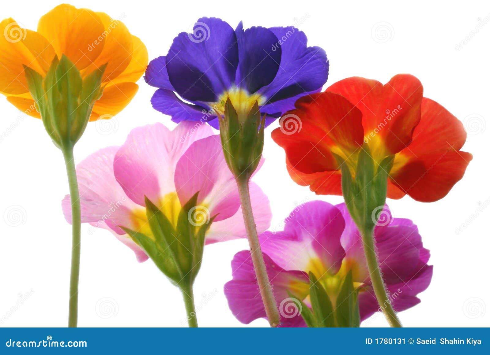 Colors stock image. Image of open, primrose, botany, primulas - 1780131