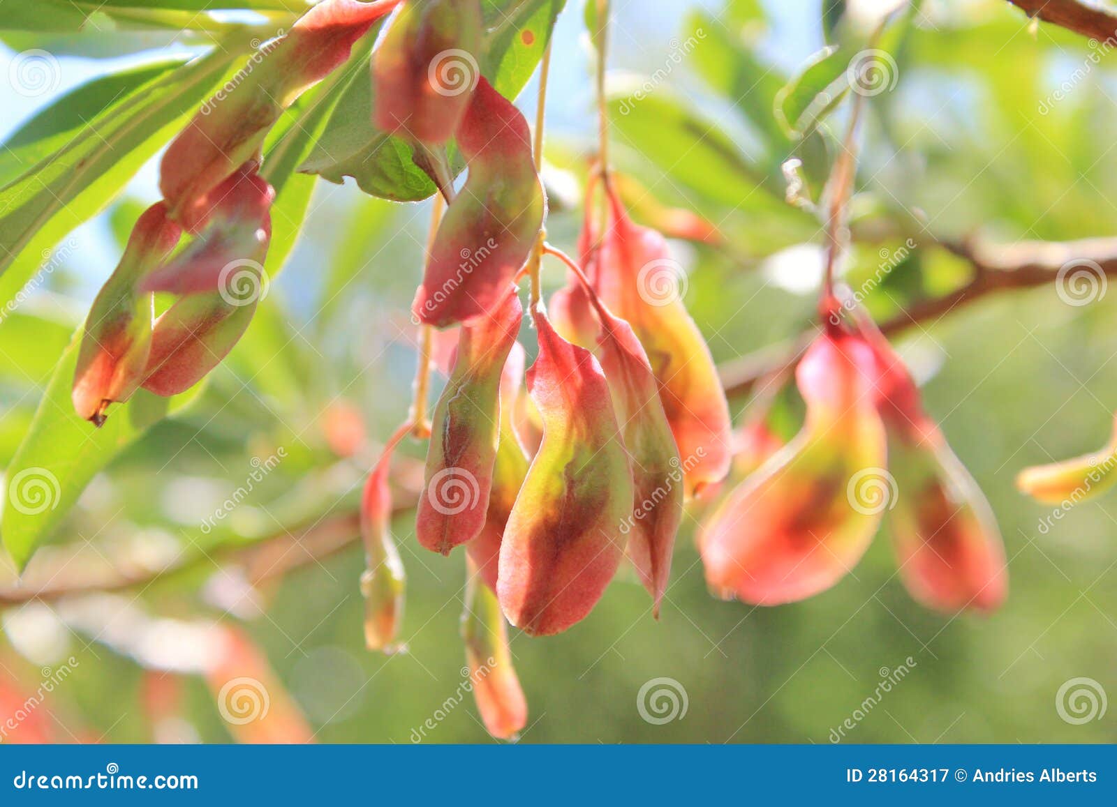 Colors from Africa - Combretum Tree Seeds 2 Stock Image - Image of ...