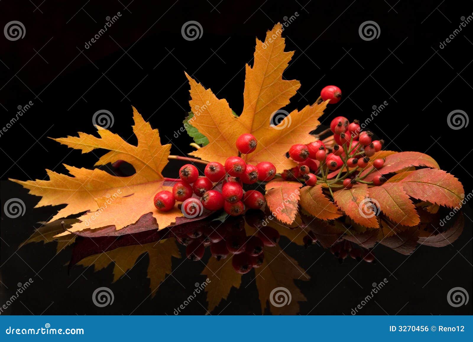 Colors of autumn stock photo. Image of arrangement, natural - 3270456