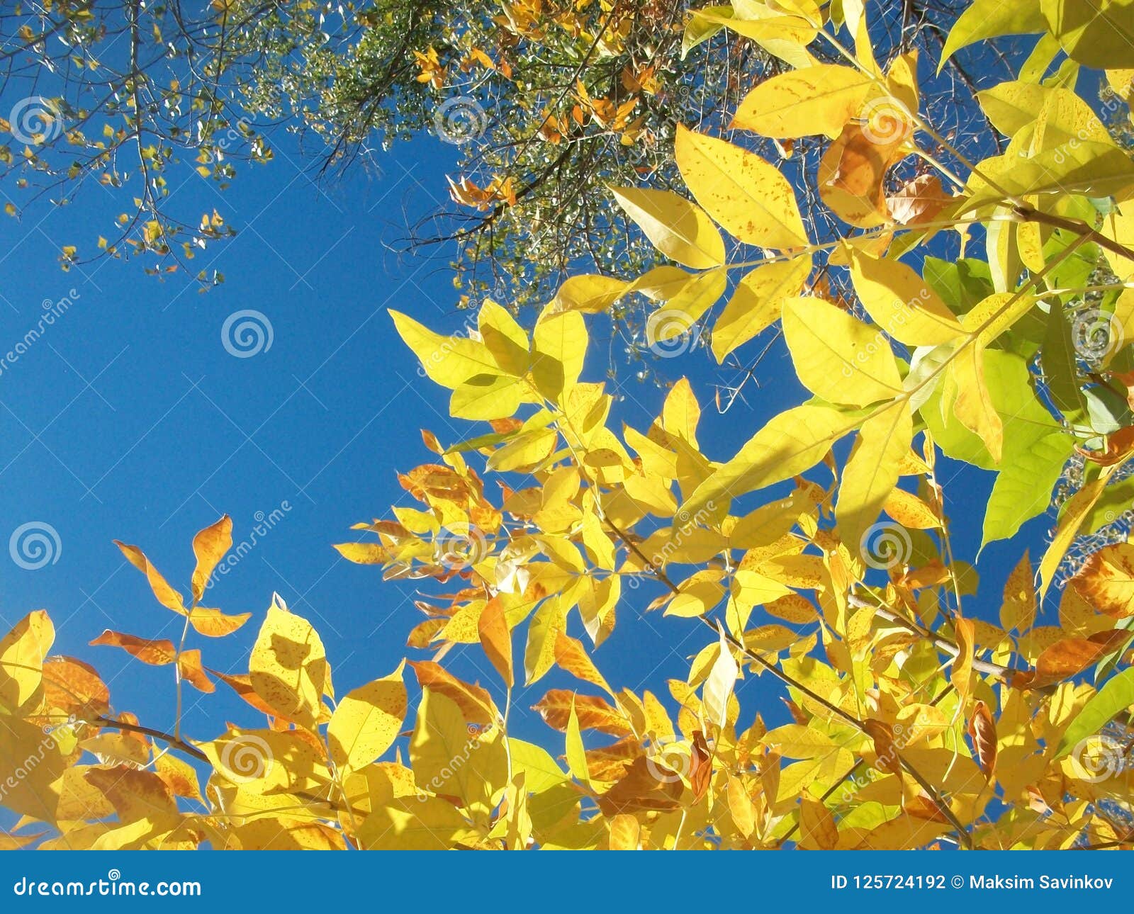 Colors of autumn stock photo. Image of autumn, flora - 125724192