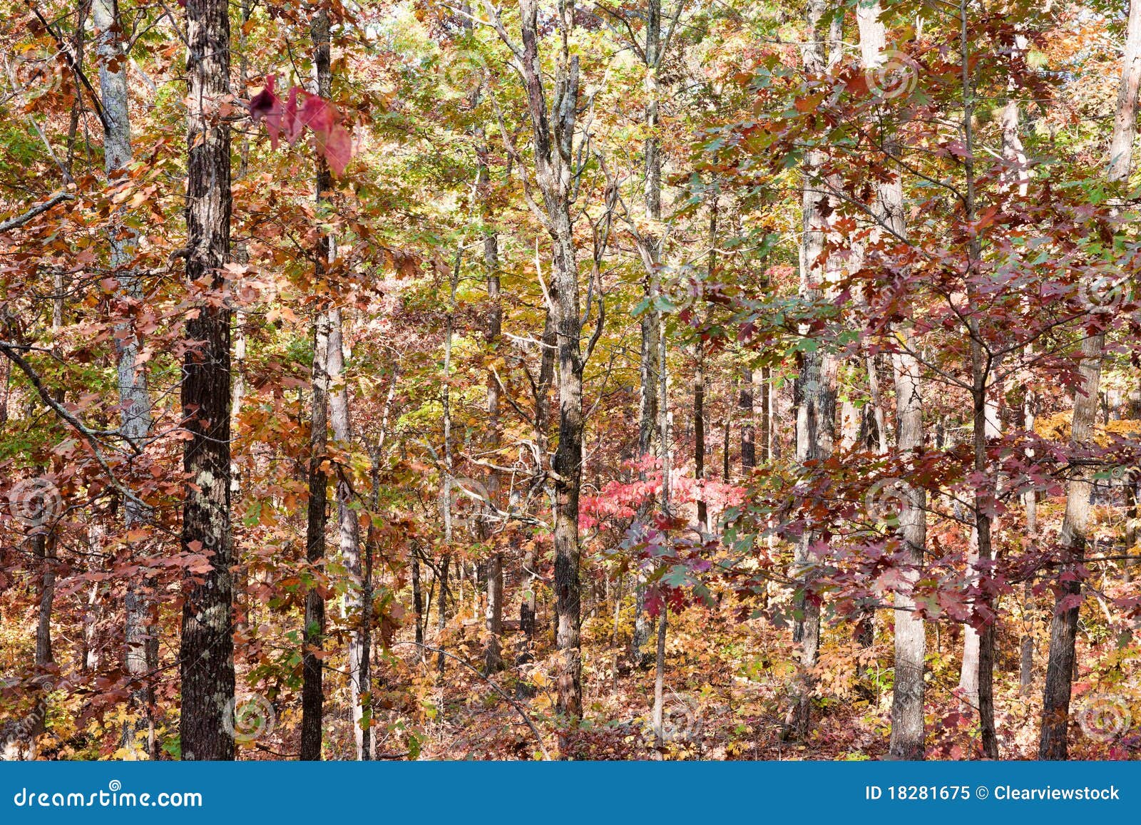 Colors of Autumn or Fall in Forest Stock Image - Image of fall, seasons ...