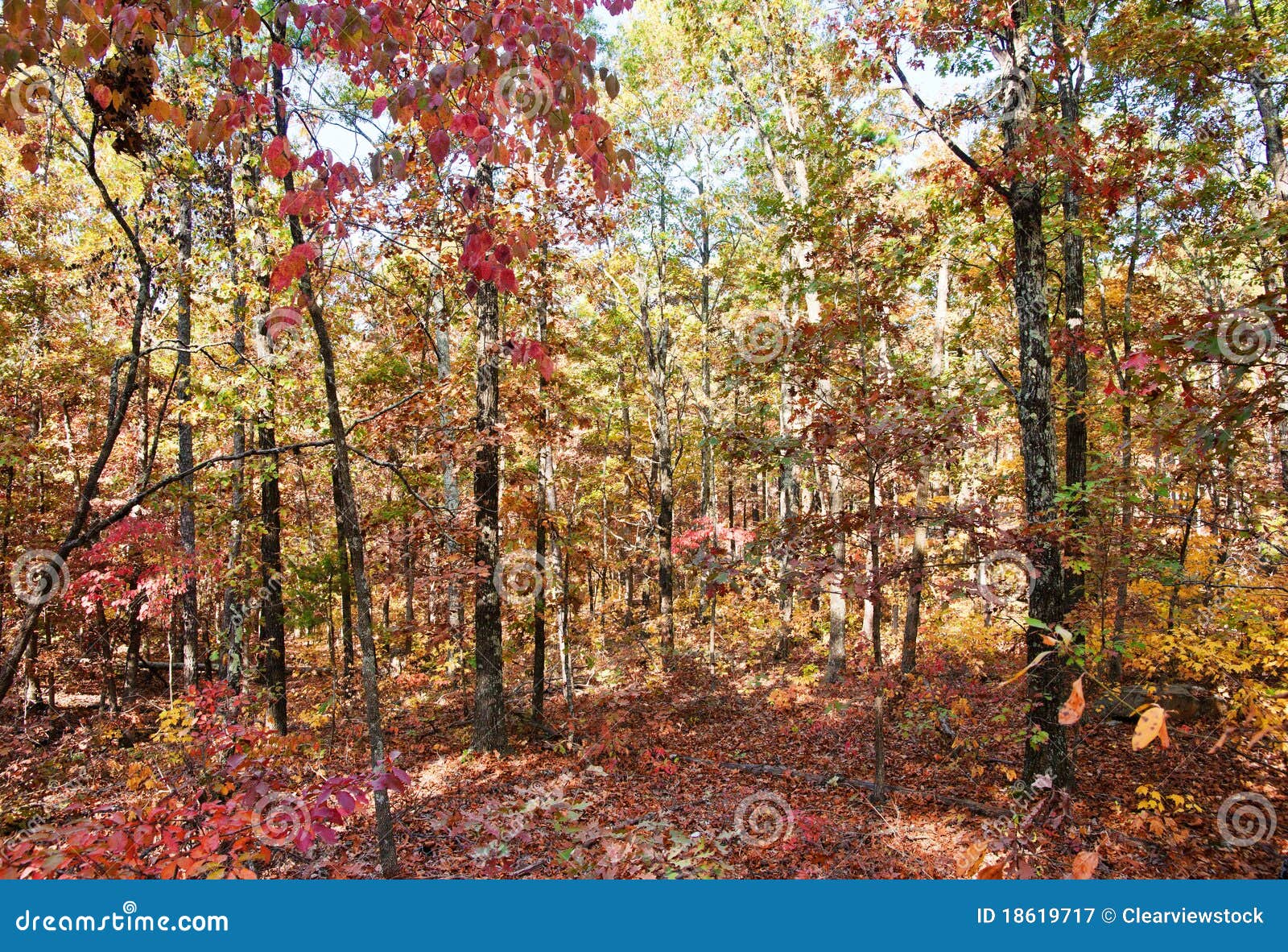 Colors of Autumn or Fall in Forest Stock Image - Image of colorful ...