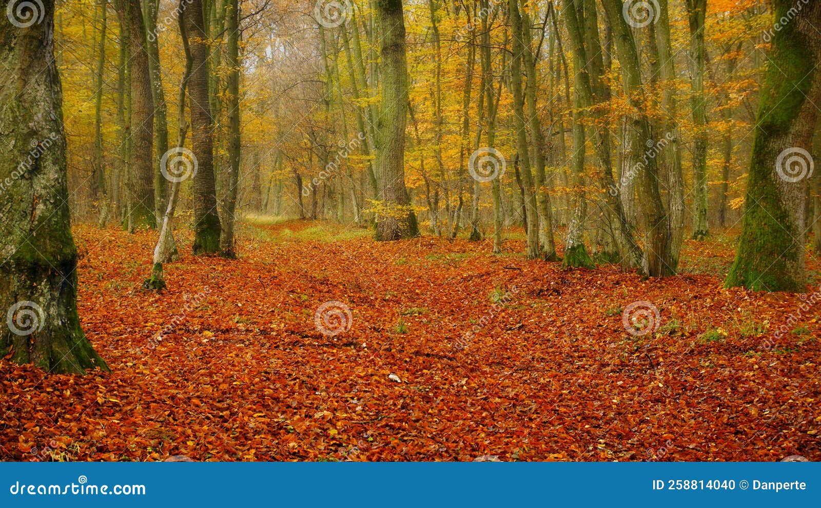 Colors of autumn forest stock photo. Image of trees - 258814040