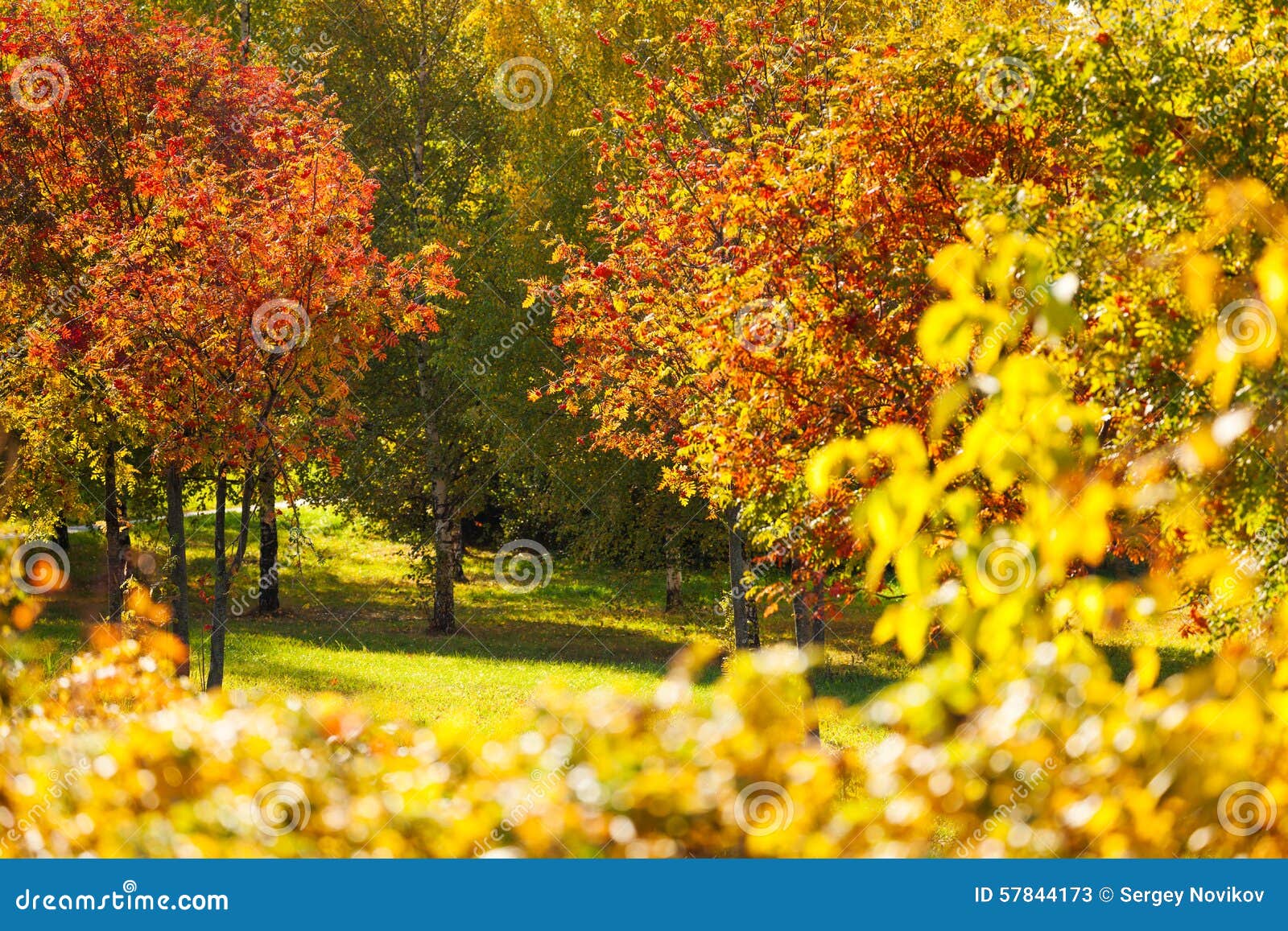 Colors of Autumn, Many Beautiful Trees in Forest Stock Image - Image of ...