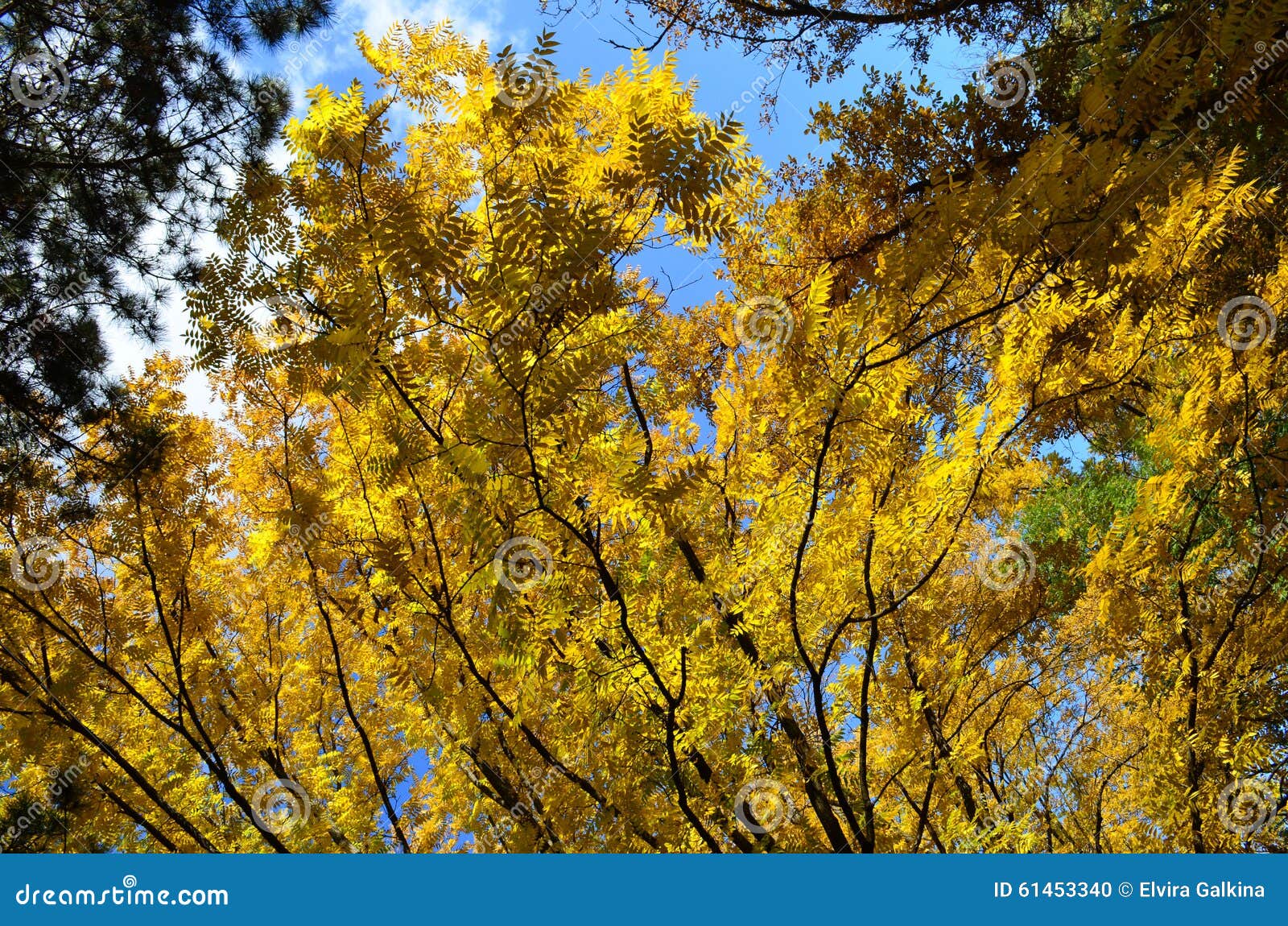 Colors of autumn stock photo. Image of colors, gold, nature - 61453340