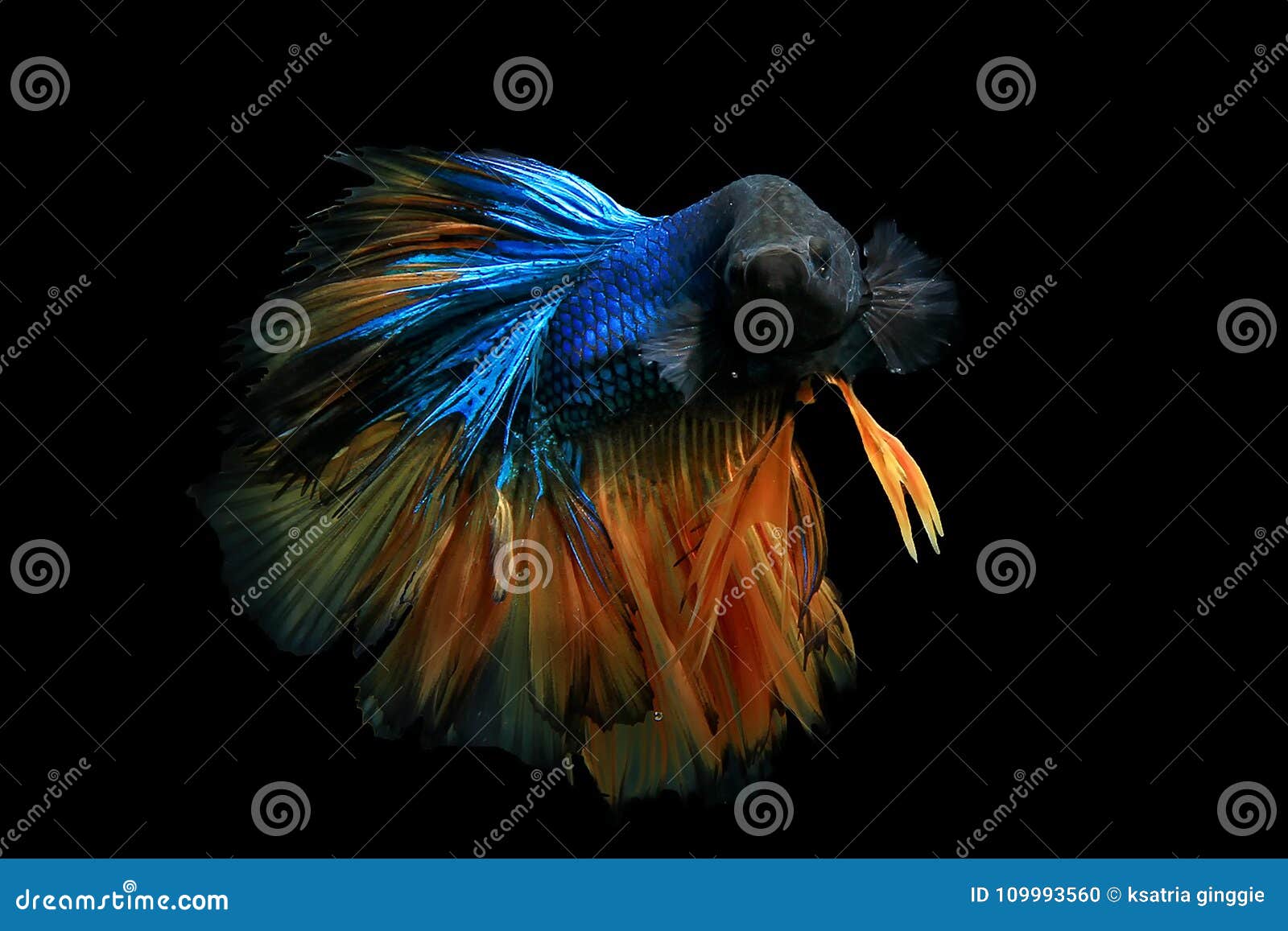 Colors of beta fish stock photo. Image of cupang, colors - 109993560