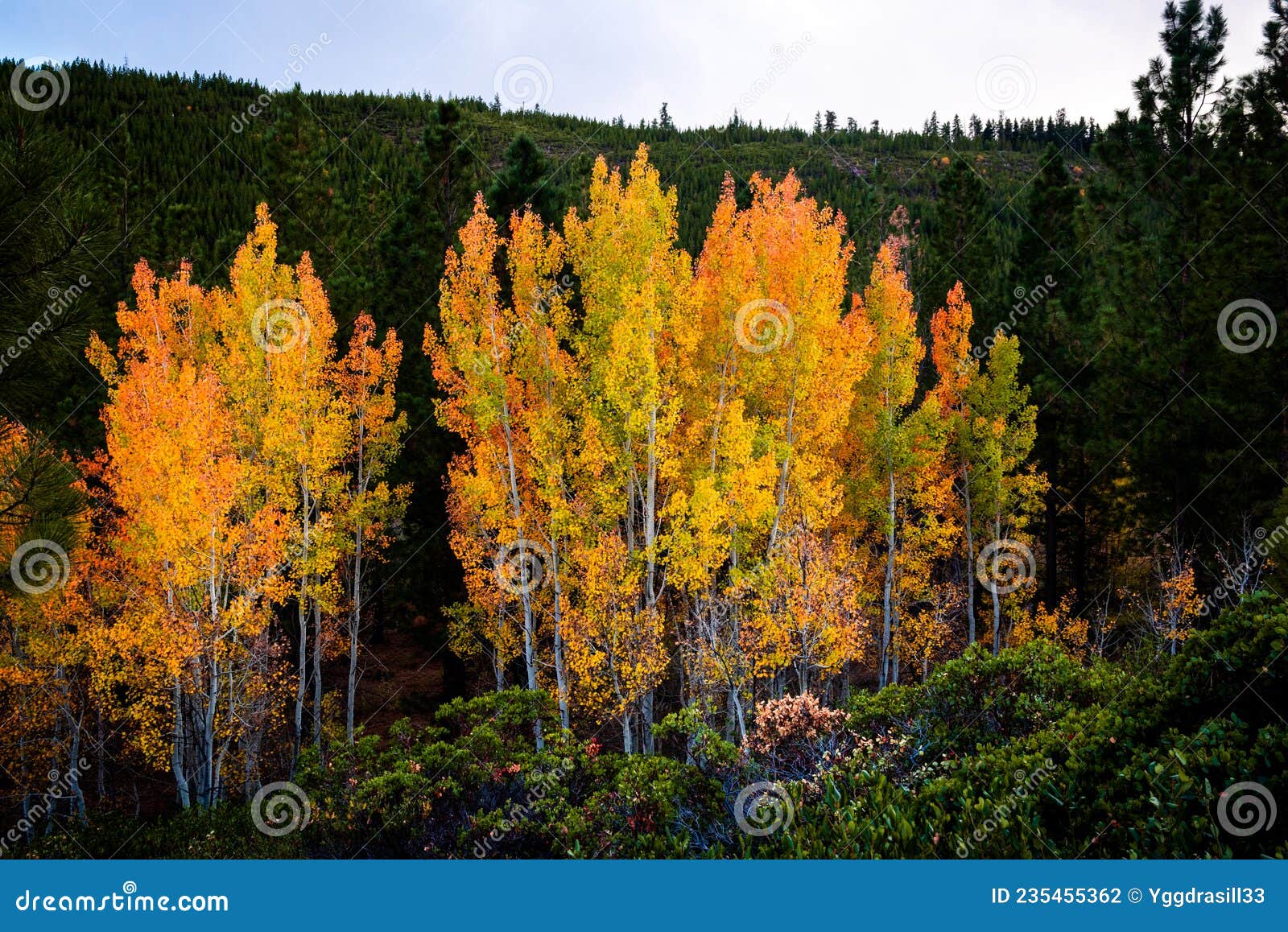 Colors of Birch Trees at Fall Stock Photo - Image of landscape, oregon ...