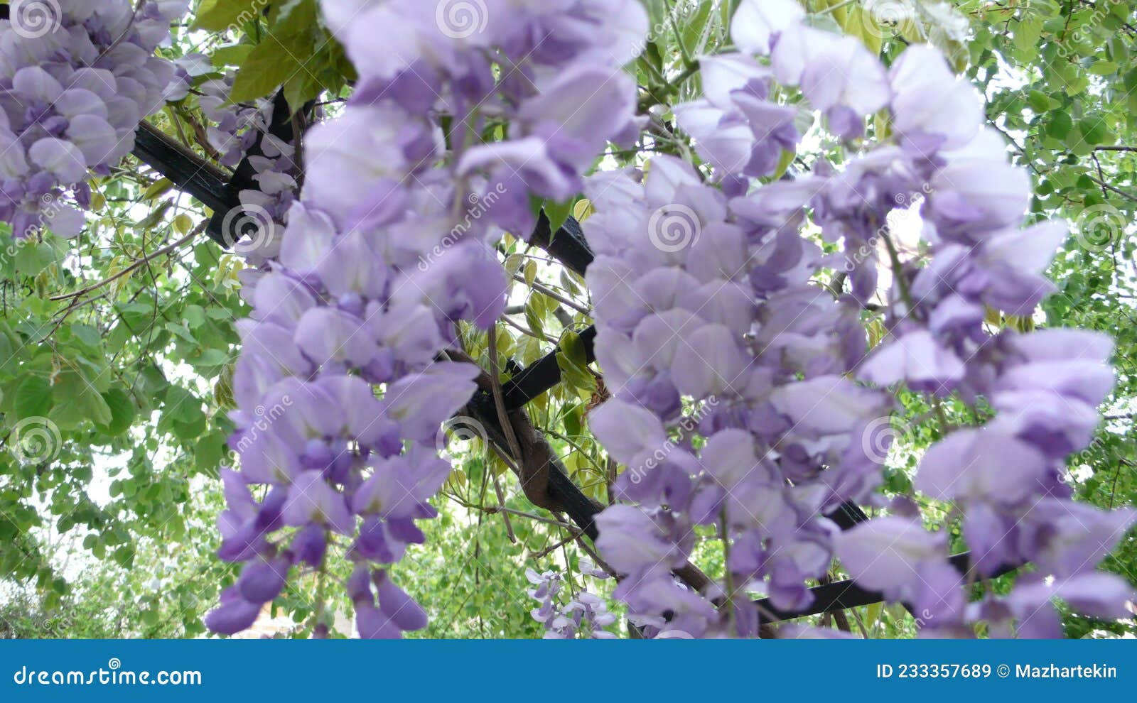 The Colors of the Bunch of Lilac Trees are Magnificent. Stock Image ...