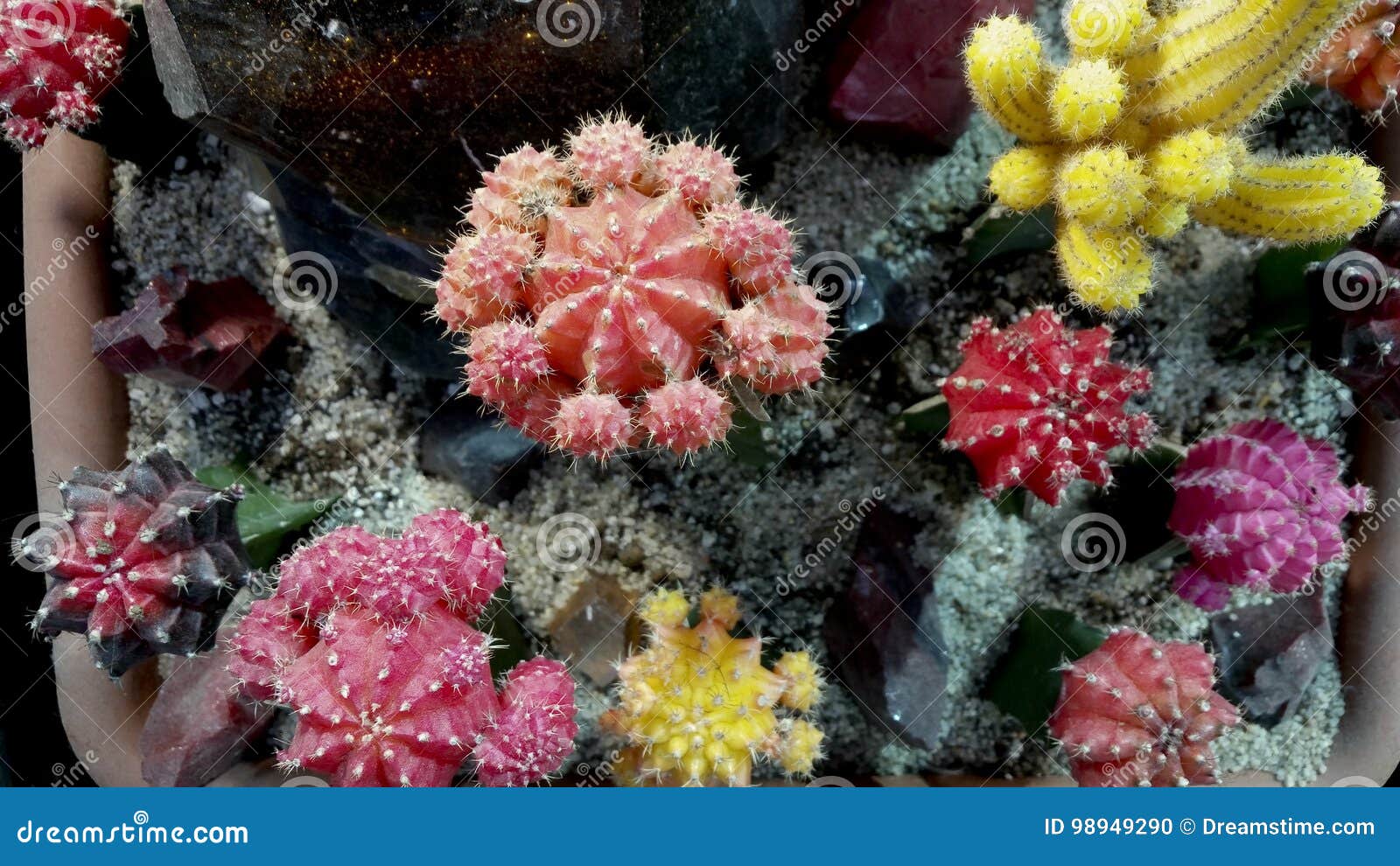 Colors of a cactus stock photo. Image of decorative, succulents - 98949290