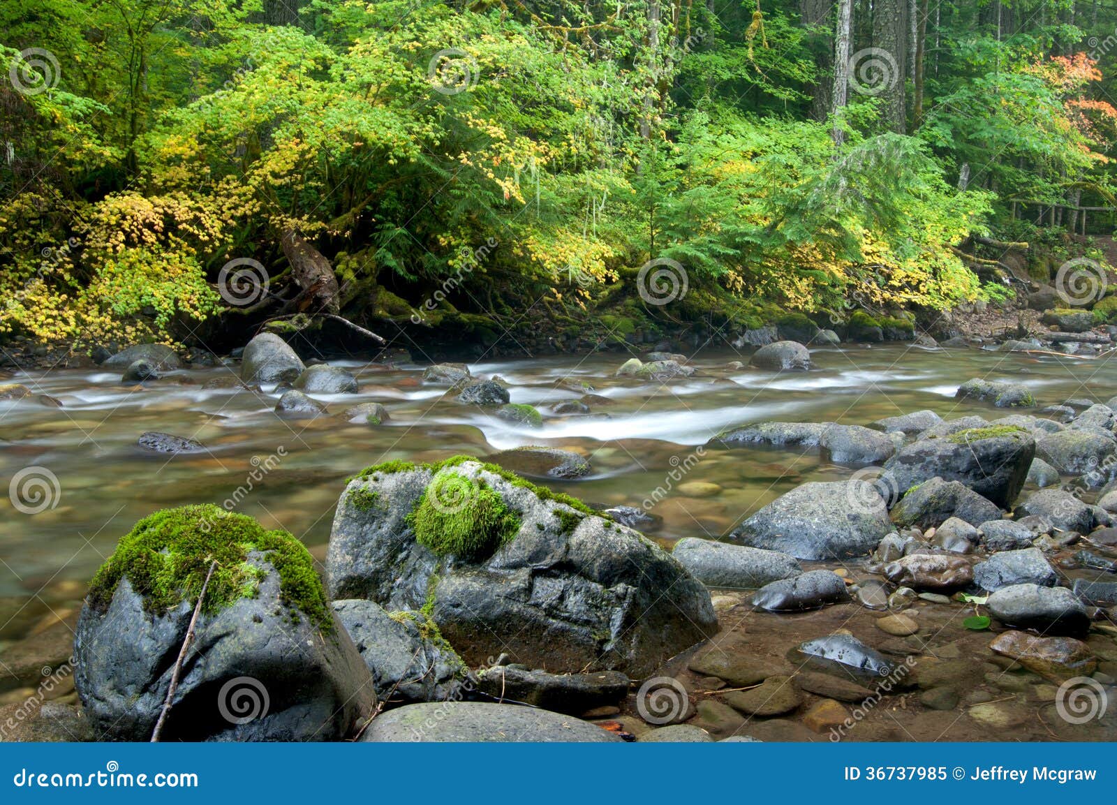 Colors of Cispus River stock image. Image of plants, conservation ...