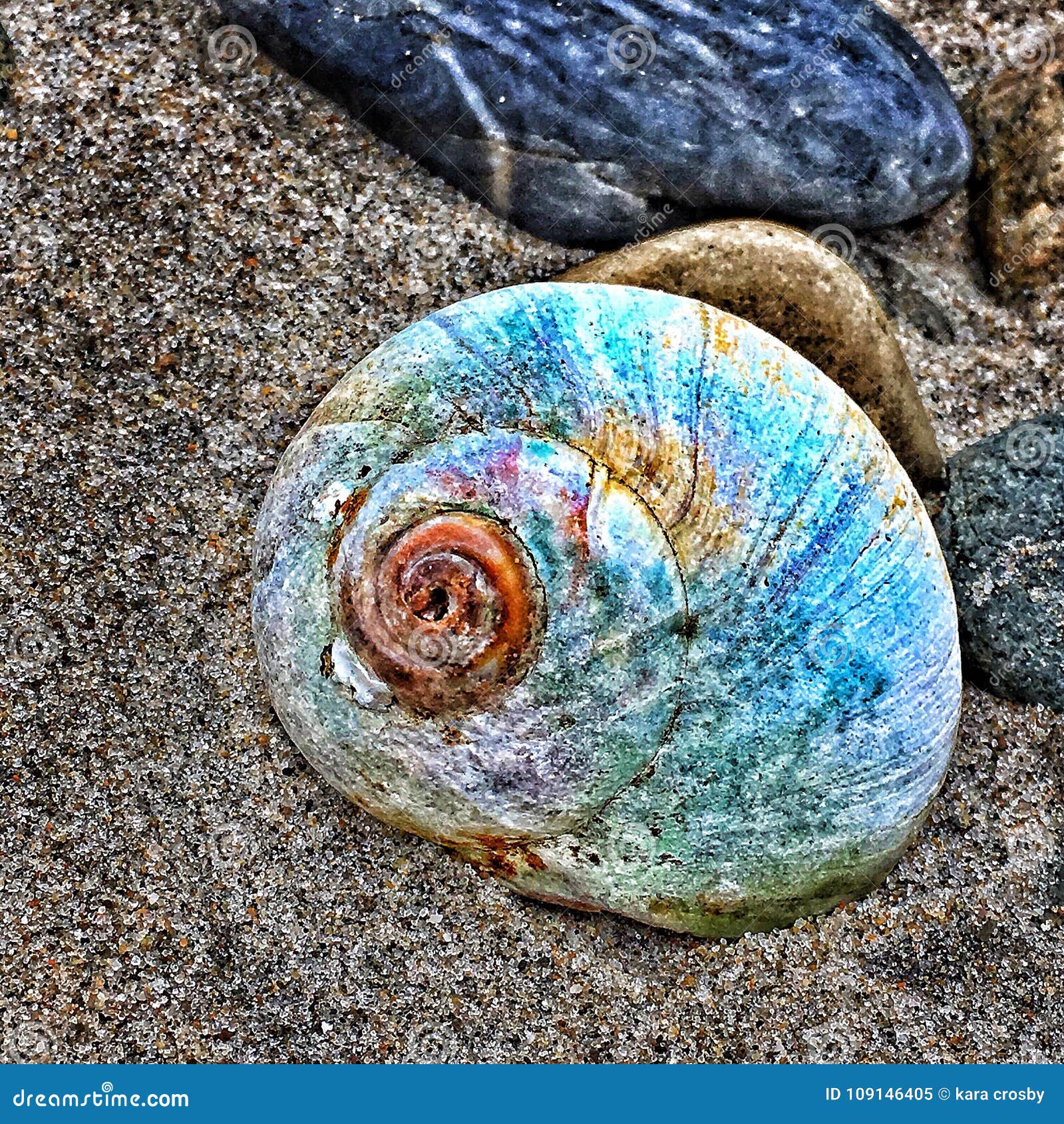 Colors of the Conch stock image. Image of colors, ocean - 109146405
