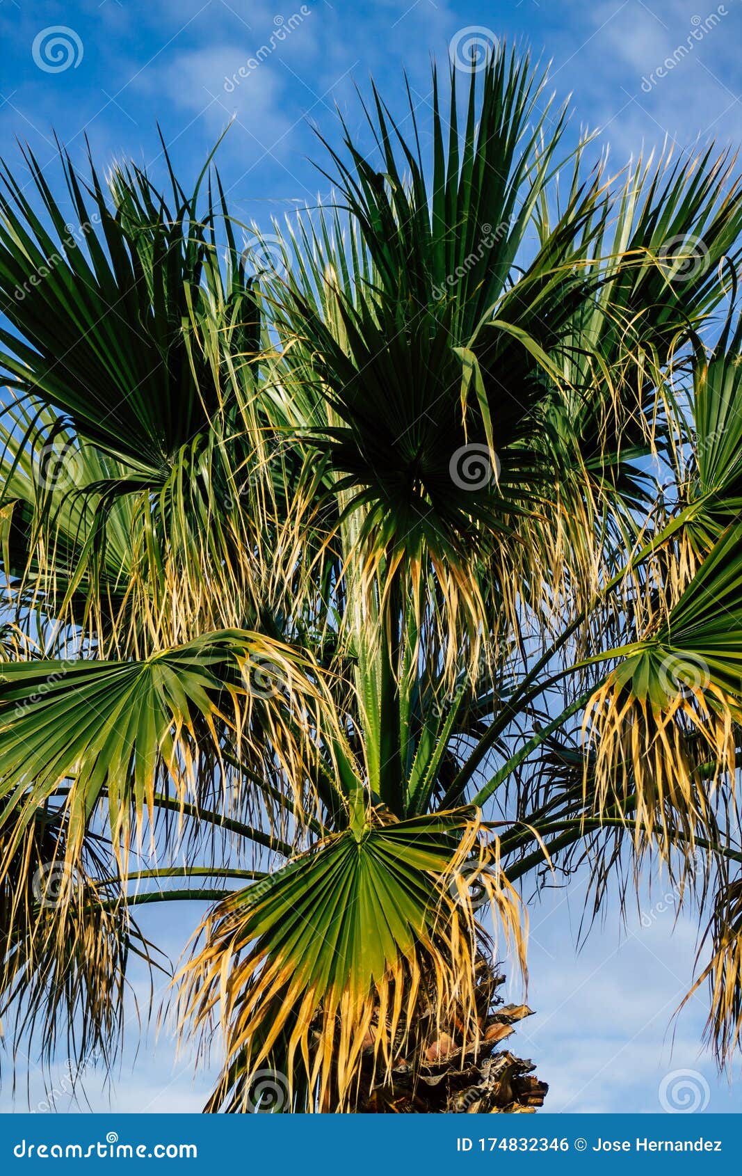 Colors of Cyprus stock photo. Image of paradise, plant - 174832346