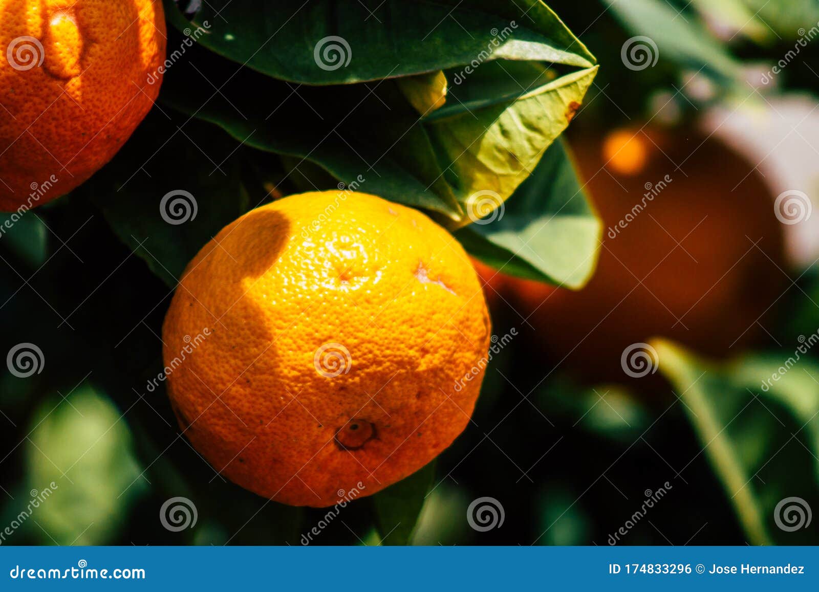 Colors of Cyprus stock photo. Image of decorative, meadow - 174833296