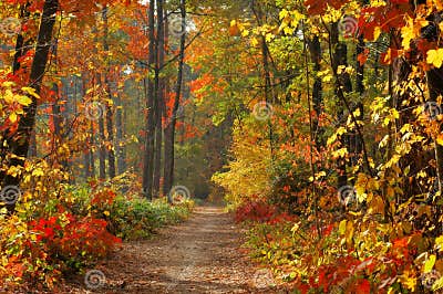 Colors of Fall stock image. Image of path, brown, colours - 4451201