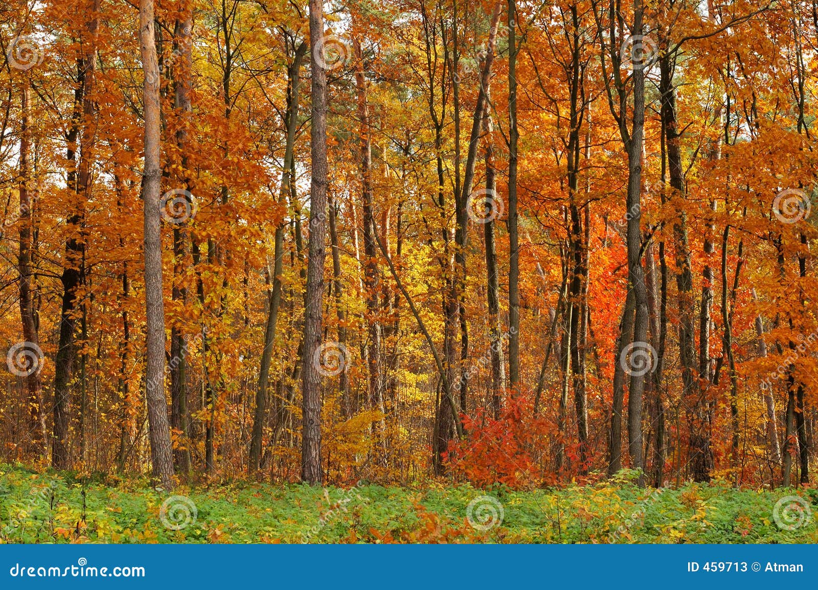 Colors of Fall stock image. Image of colors, colours, brown - 459713