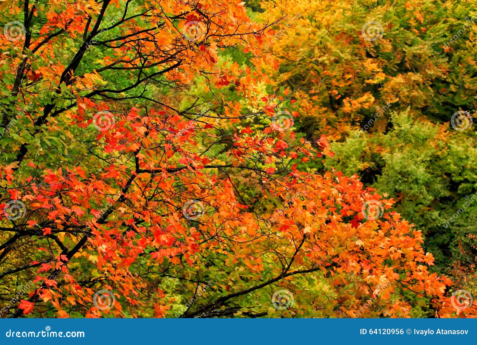 Colors of fall,Bulgaria stock photo. Image of forest - 64120956