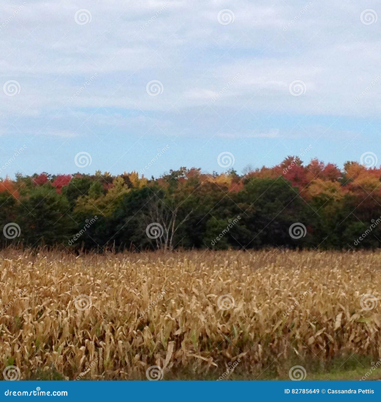 The colors of fall stock image. Image of fall, corn, trees - 82785649