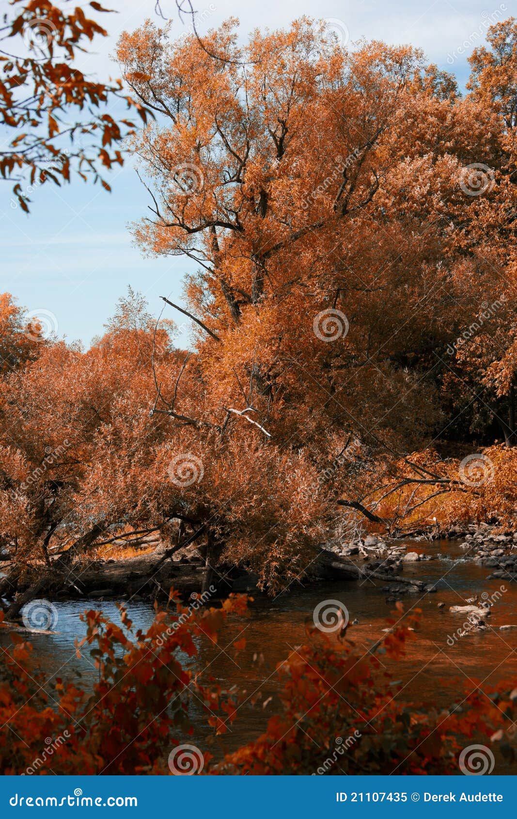 The Colors of Fall Foliage in a Canadian Forest Stock Image - Image of ...