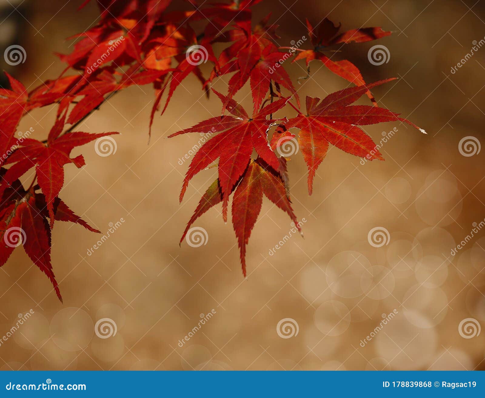 Colors of Fall Leaves- with Orbs and Copy Space Stock Photo - Image of ...